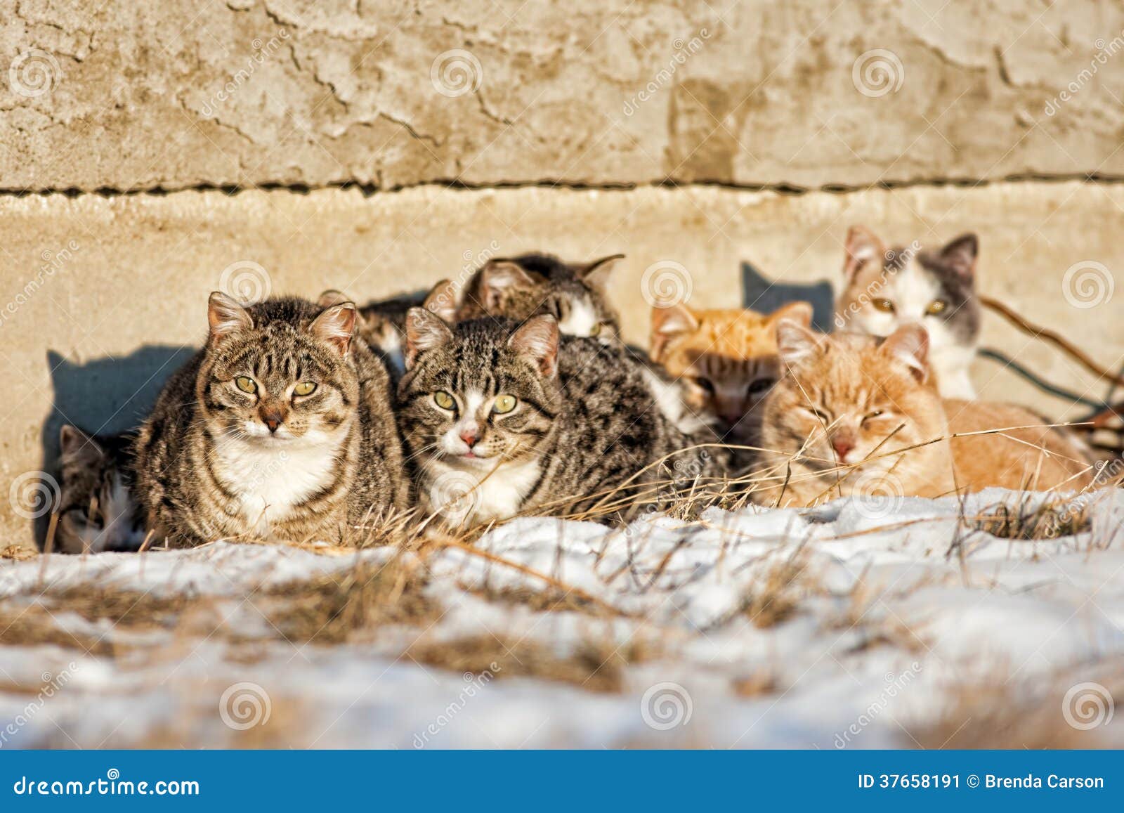 Feral Cats imagem de stock. Imagem de fantasma, animal - 37658191