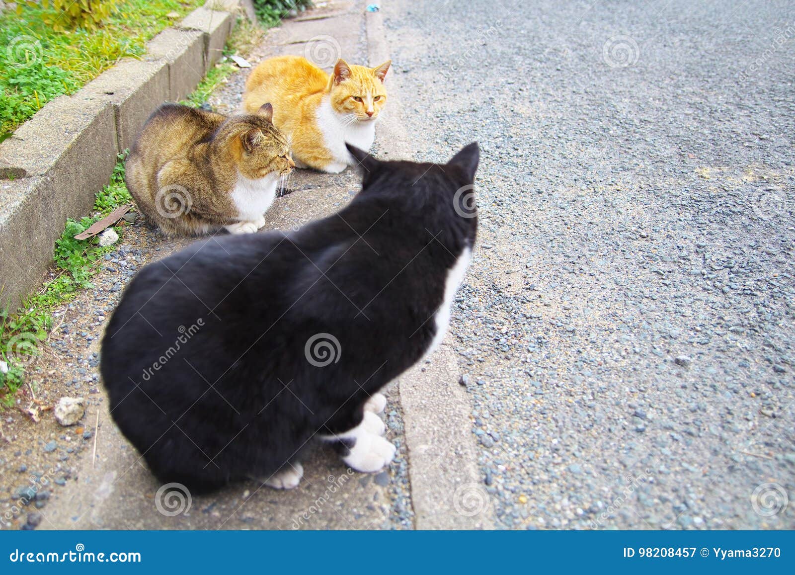 3 feral cats stock image. Image of cats, three, black - 98208457