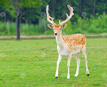 Feral Deer stock image. Image of spotted, nature, animal - 13811103