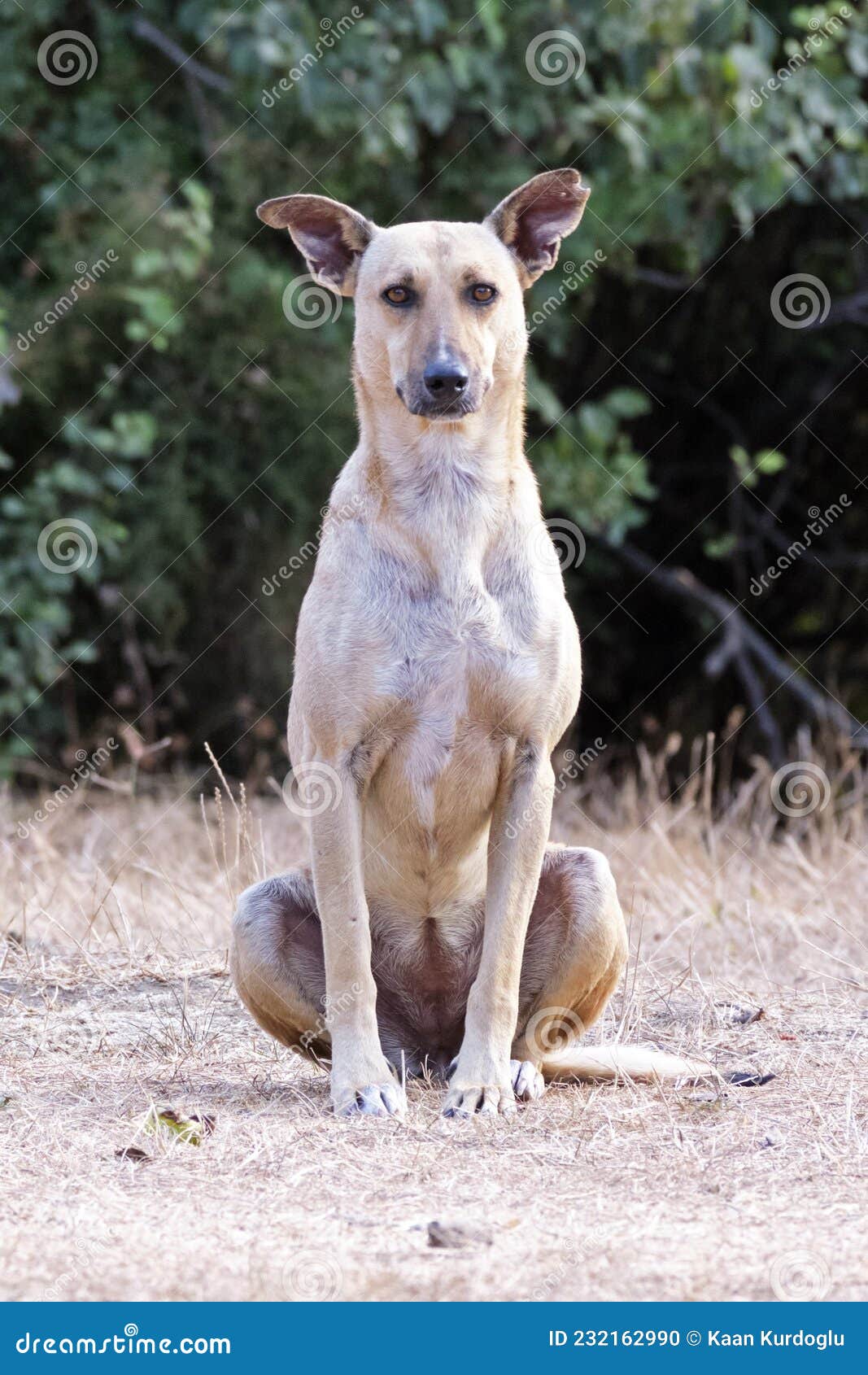 A feral dog posing stock photo. Image of summer, nature - 232162990