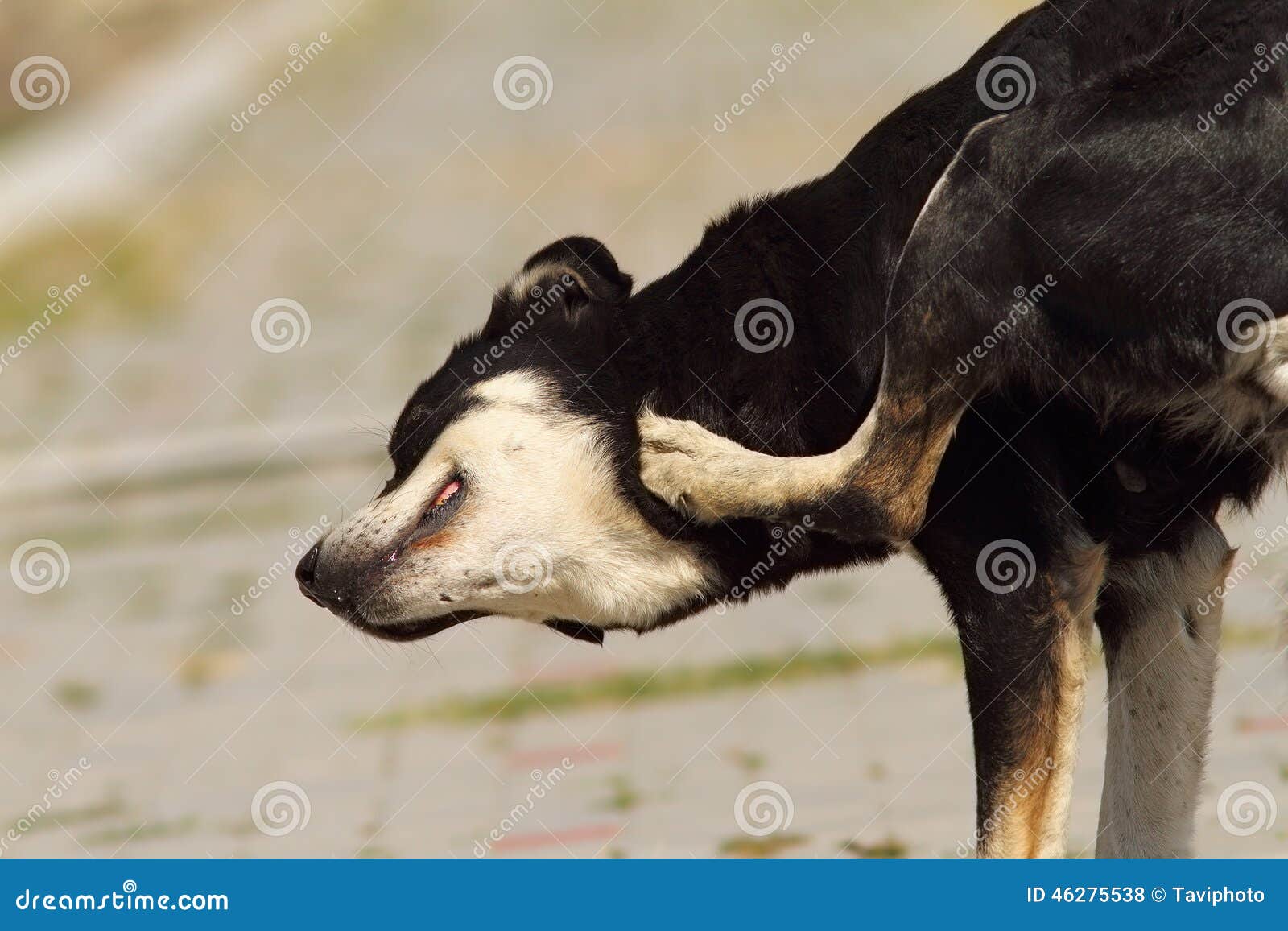 Feral dog scratching stock photo. Image of domestic, lost - 46275538