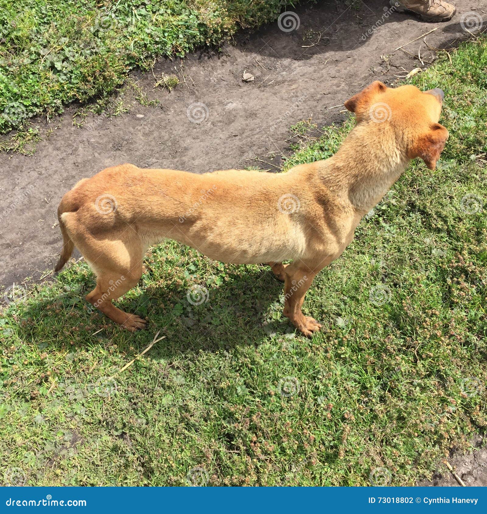 Feral dog stock photo. Image of stray, feral, rural, wild - 73018802