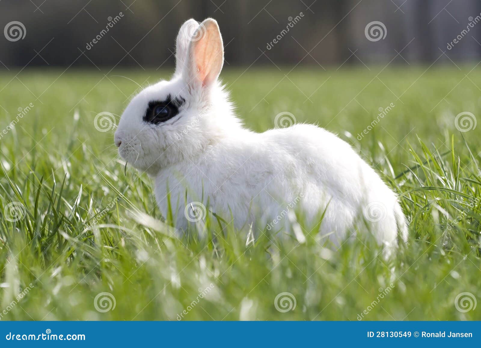 Feral domesticated rabbit stock image. Image of lagomorphs - 28130549