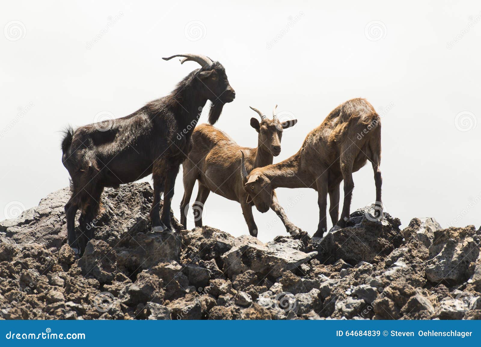 Feral Goats Graze On Precipitous Slope Overlooking Sea On Rugged North ...
