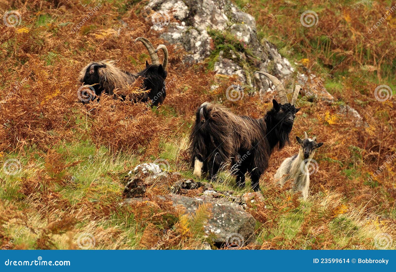 Feral Goats, Scotland (Capra Aegagrus Hircus) Stock Photo - Image of ...