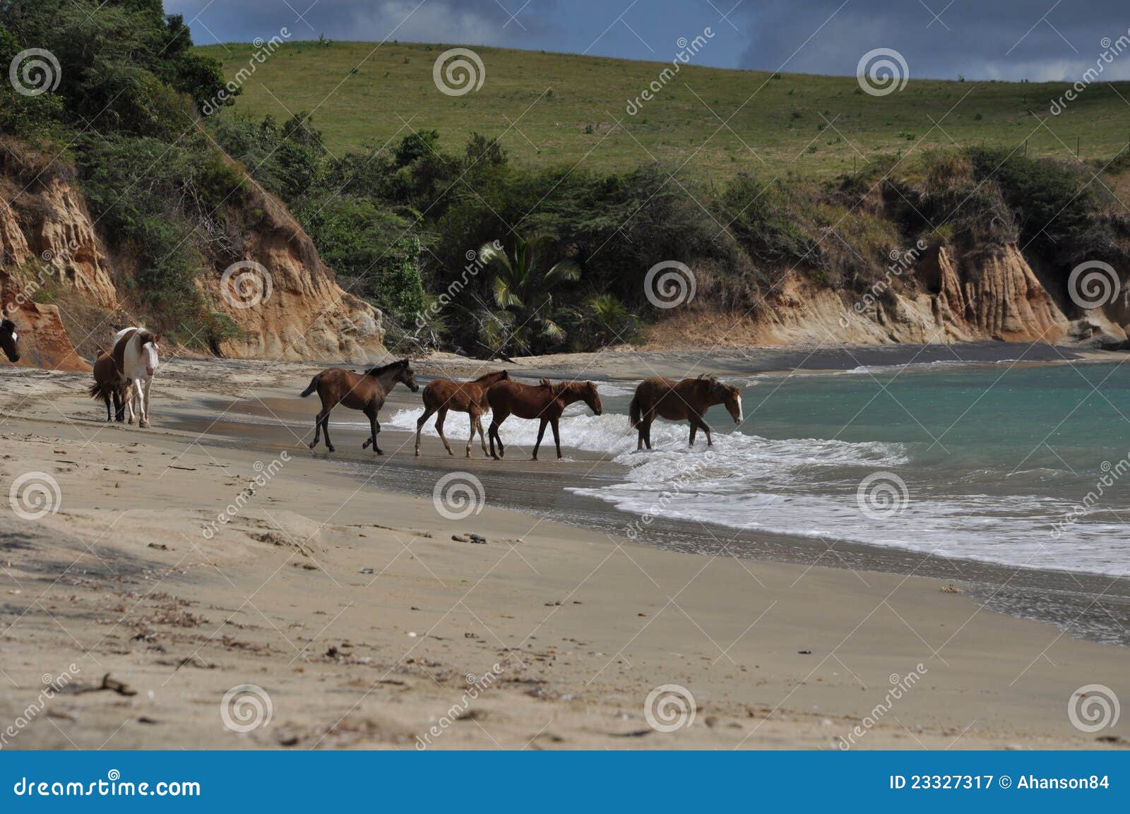 Feral Horses on the Beach stock image. Image of colt - 23327317