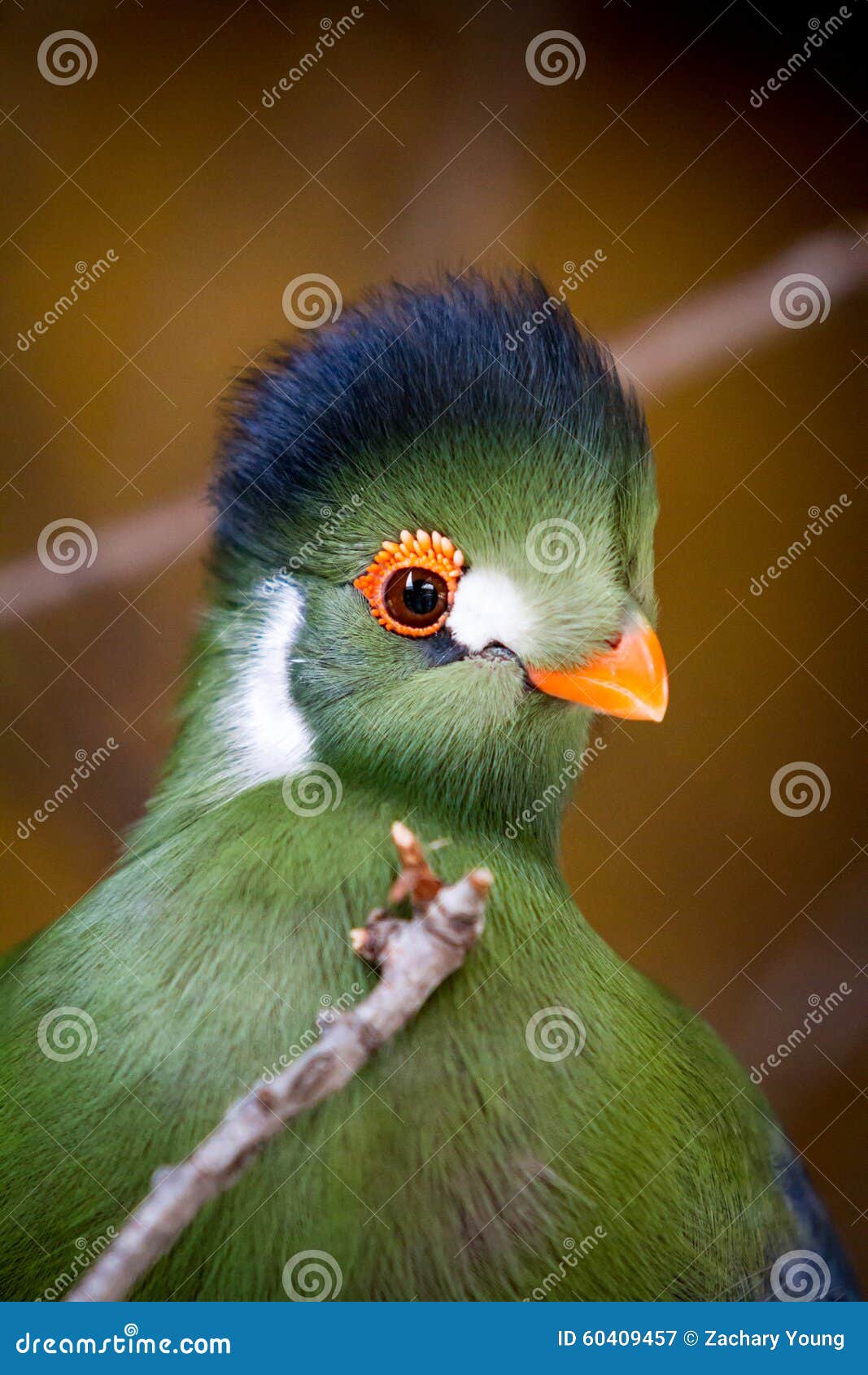 Feral parakeet stock image. Image of parrot, francisco - 60409457