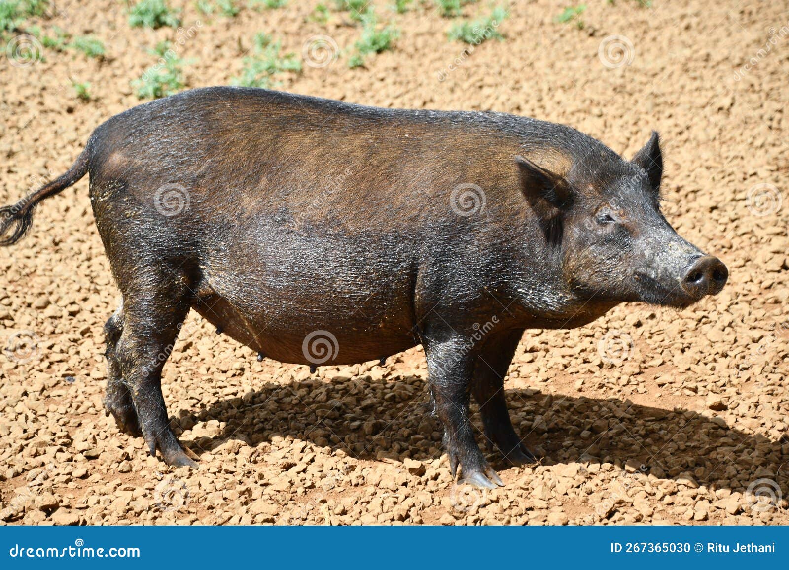 A Feral Pig on a Farm stock photo. Image of forest, marcassin - 267365030