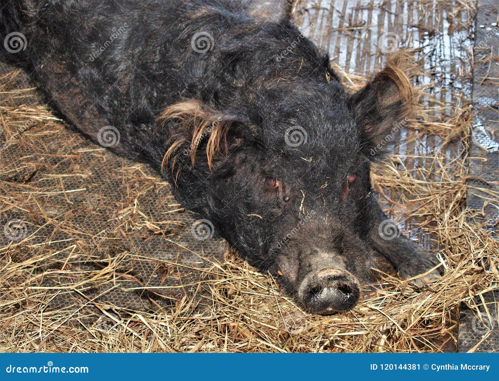 Feral Pig Wild Boar image stock. Image du museau, faune - 120144381