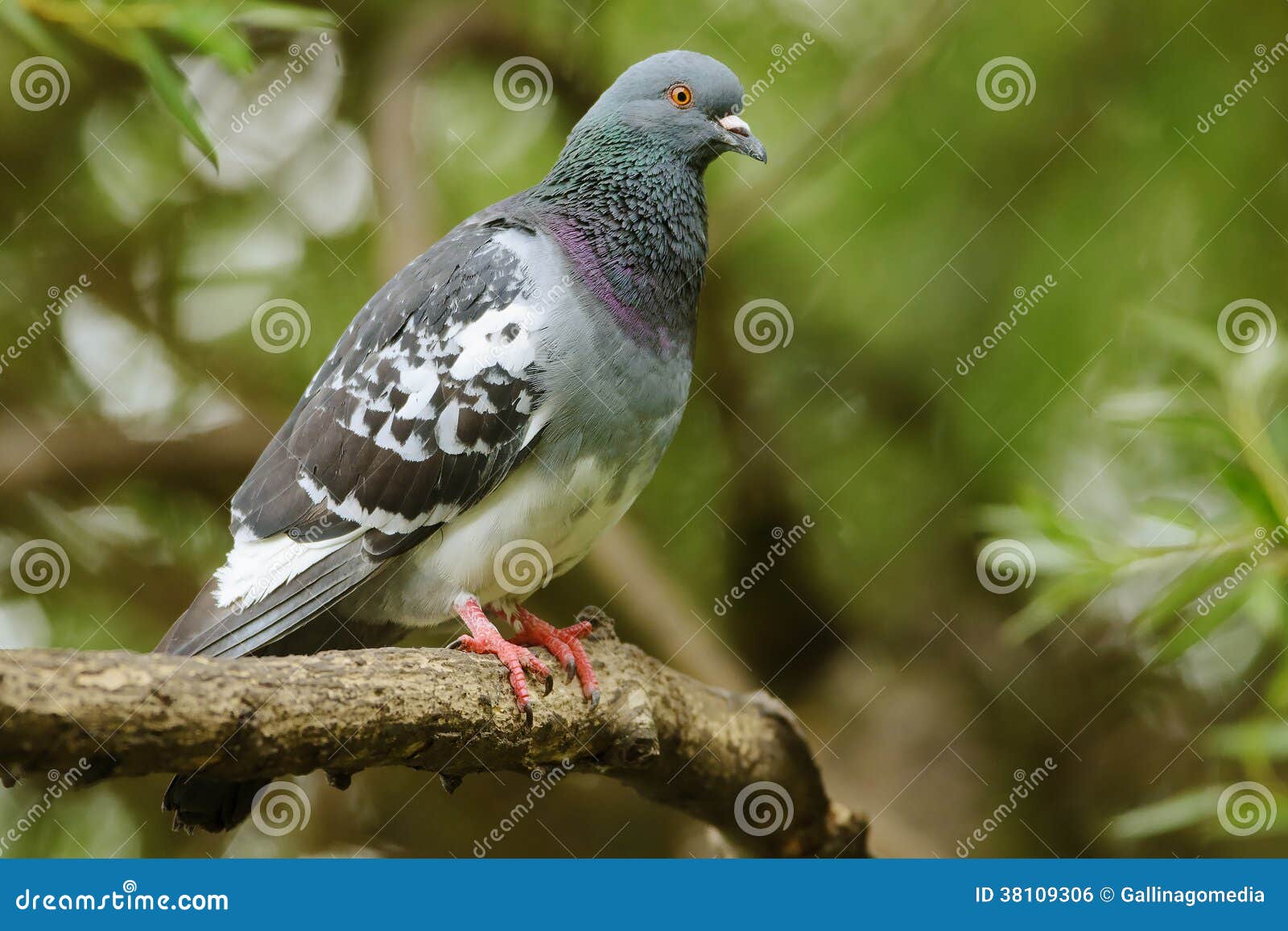 Feral Pigeon stock photo. Image of bird, natural, nature - 38109306