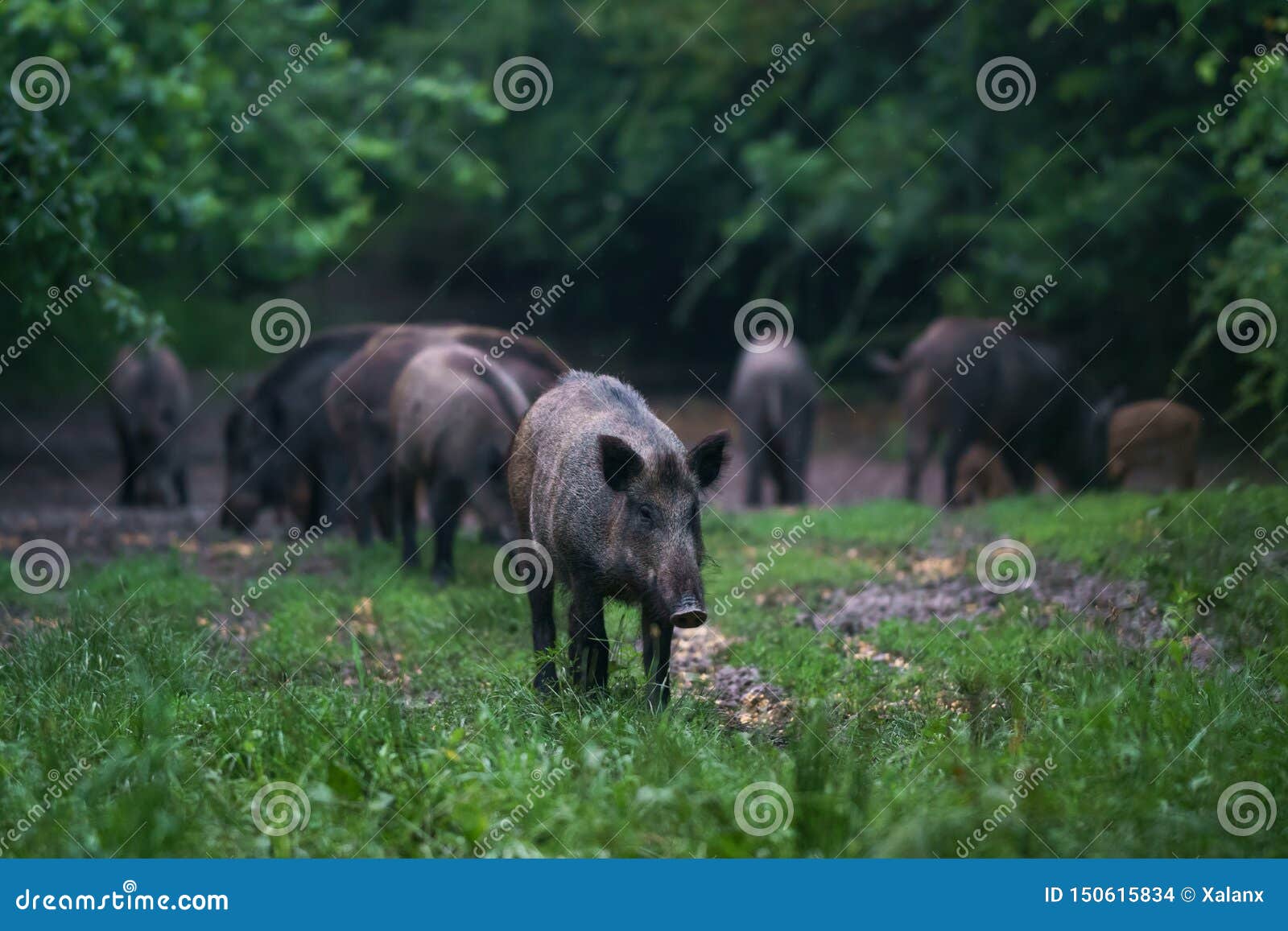 Feral pigs after dusk stock photo. Image of pigs, hour - 150615834