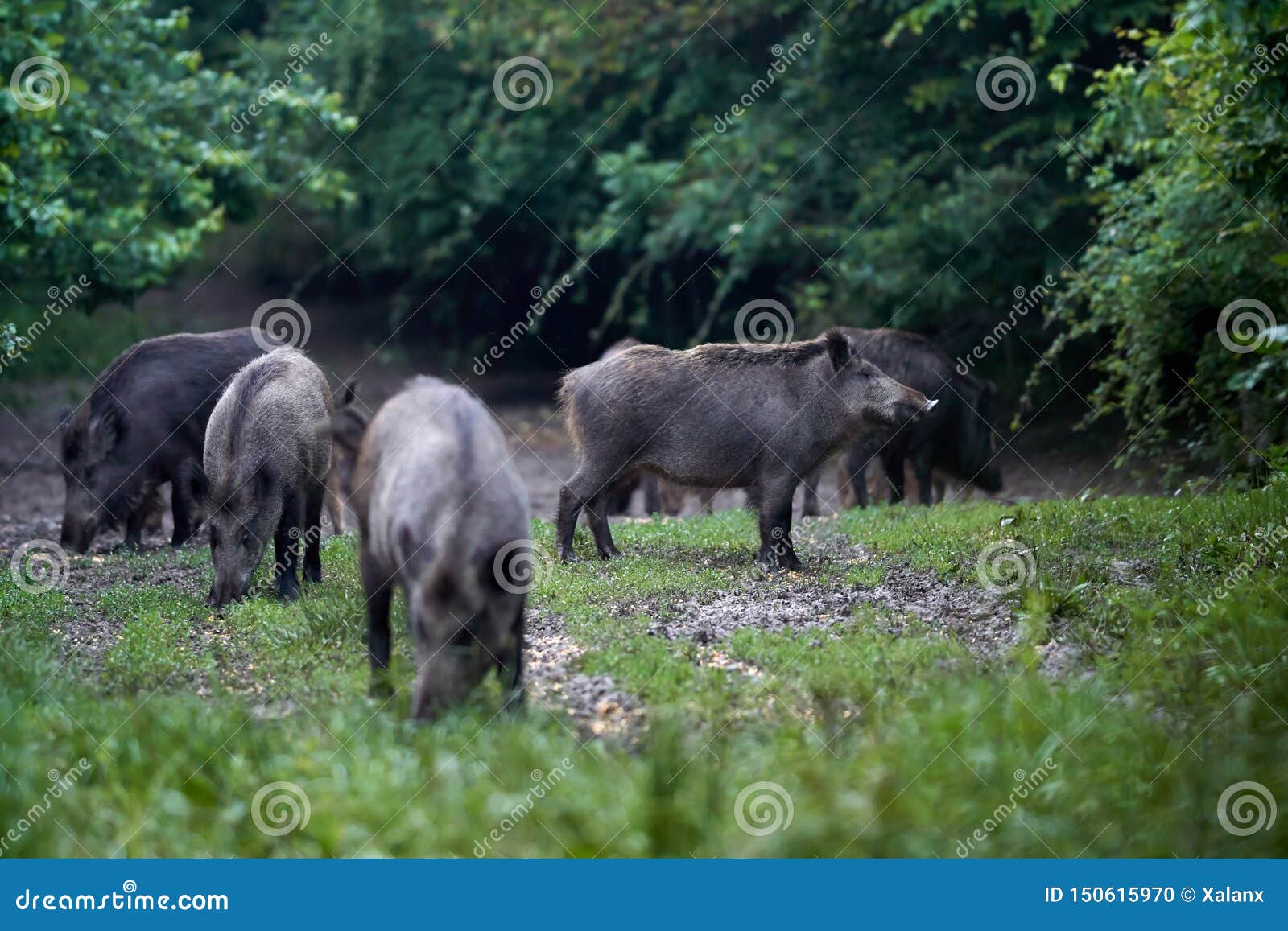 Feral pigs after dusk stock photo. Image of animal, wild - 150615970