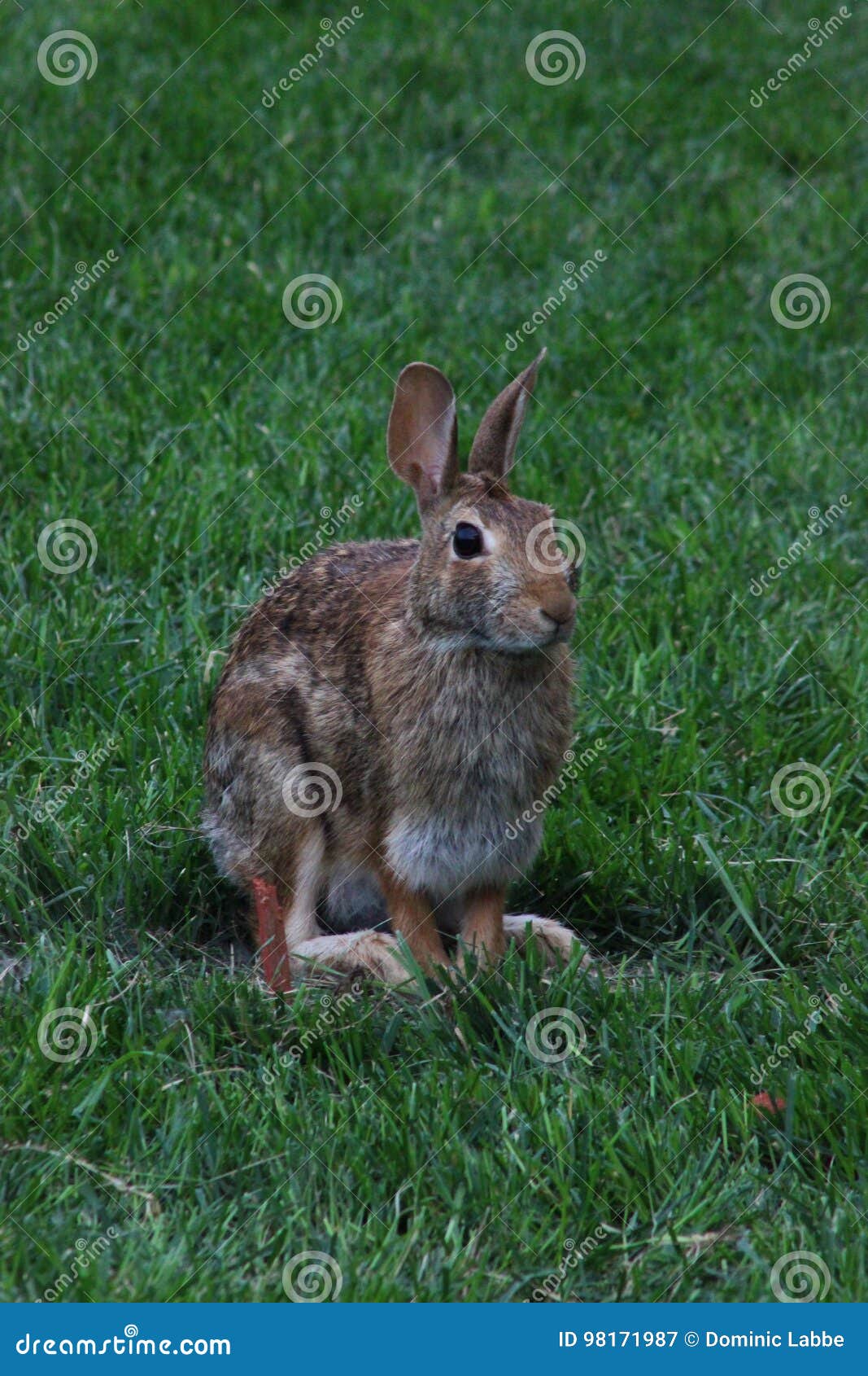 Feral Rabbit stock image. Image of cute, green, grass - 98171987