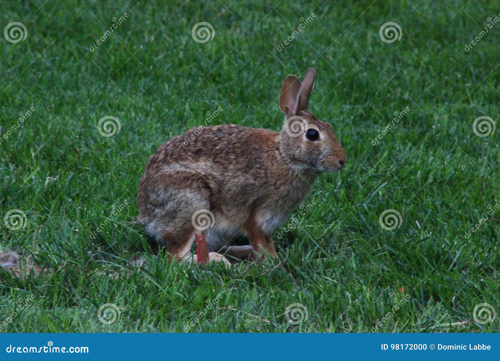 Feral Rabbit Using Gorse Bush As Home On Farm Royalty-Free Stock Photo ...