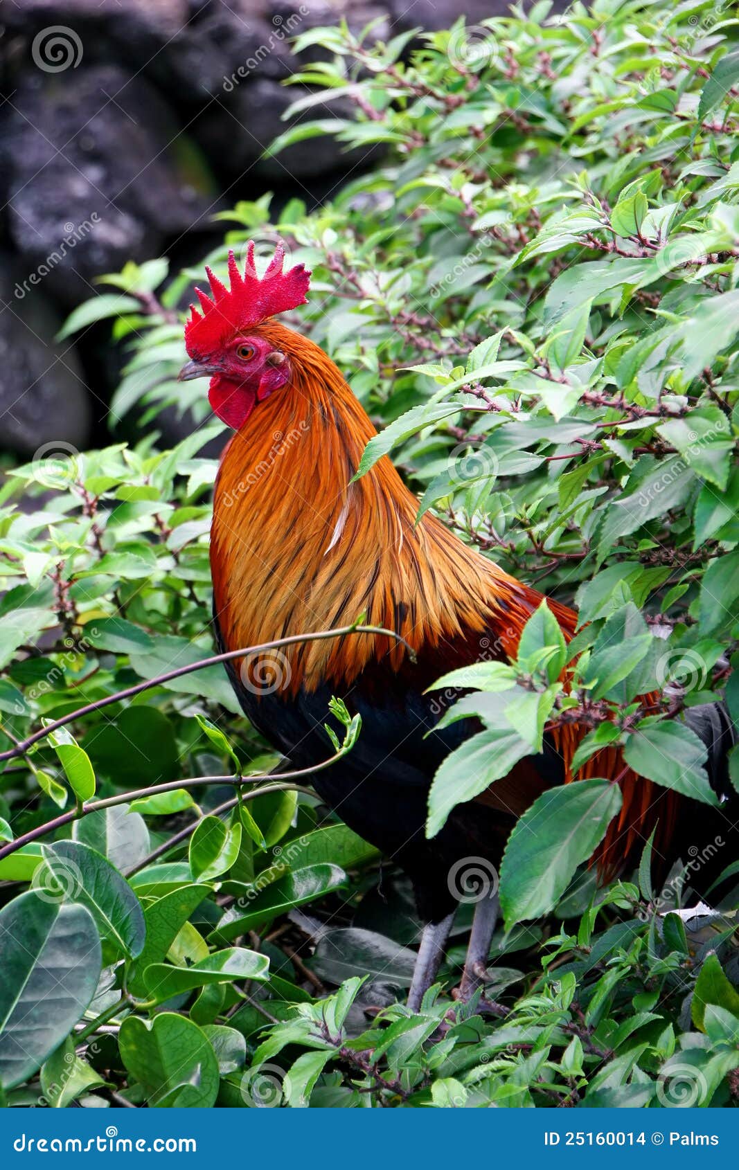 Feral rooster stock photo. Image of nature, animal, wild - 25160014