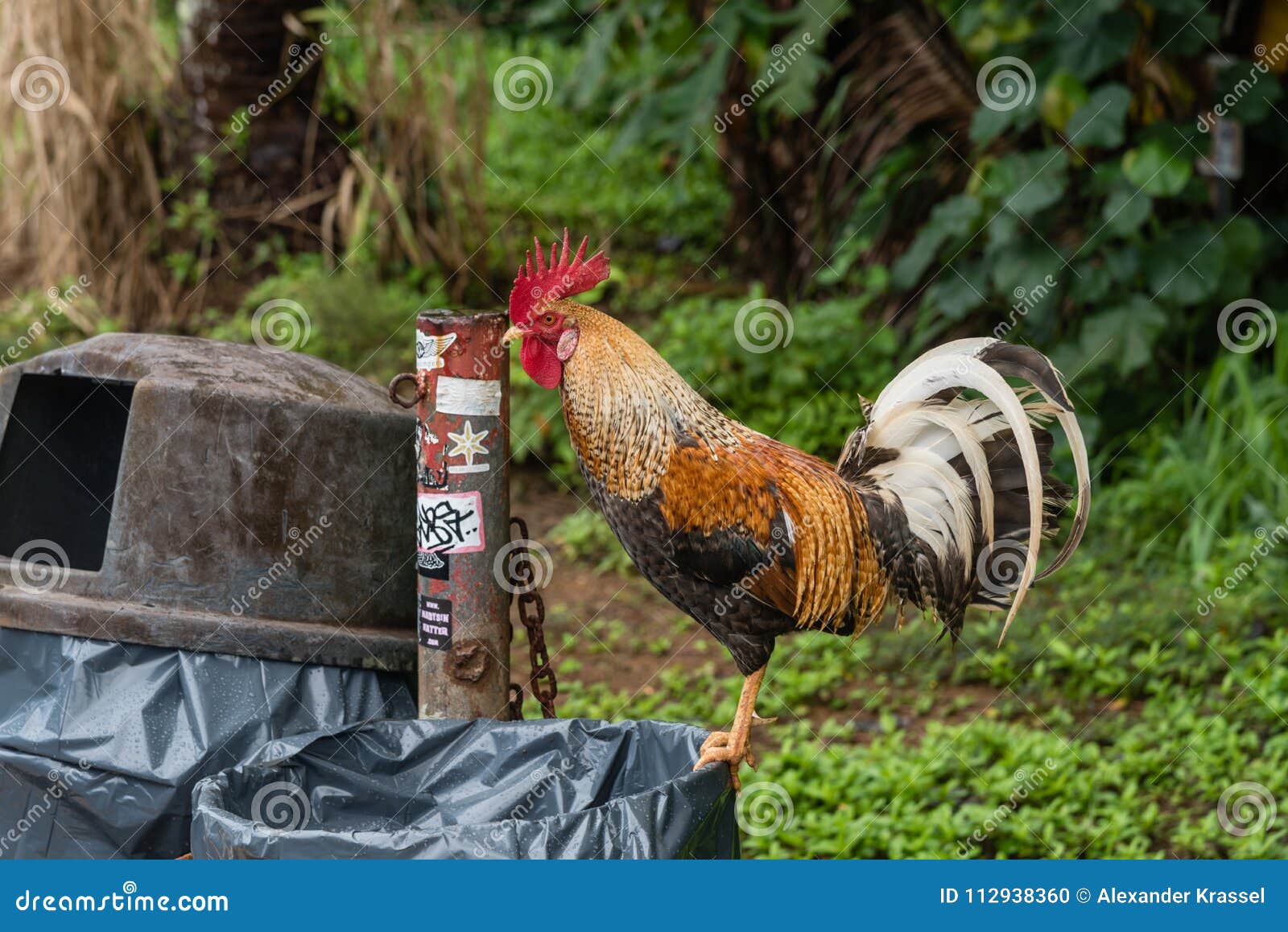 Feral Rooster on Kauai Exploring the Garbage Bin Treasures Stock Photo ...