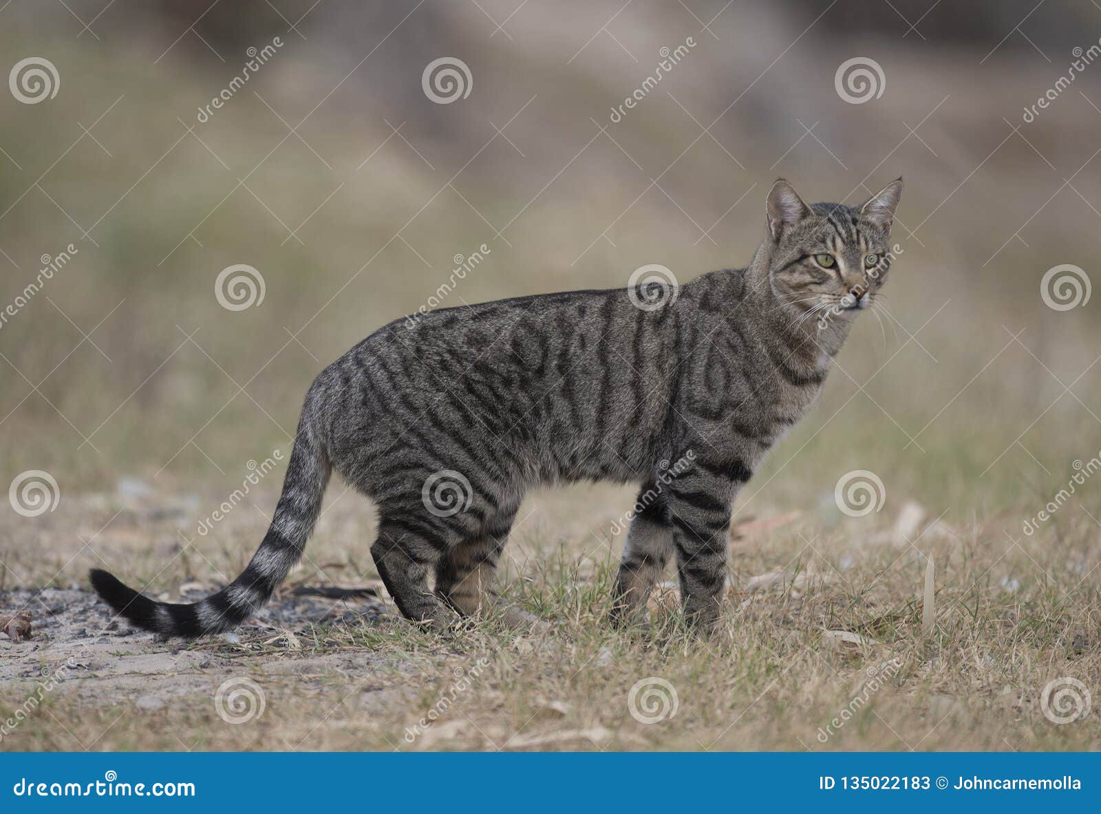 Feral Wild Cat in Outback Queensland Stock Image - Image of nature ...
