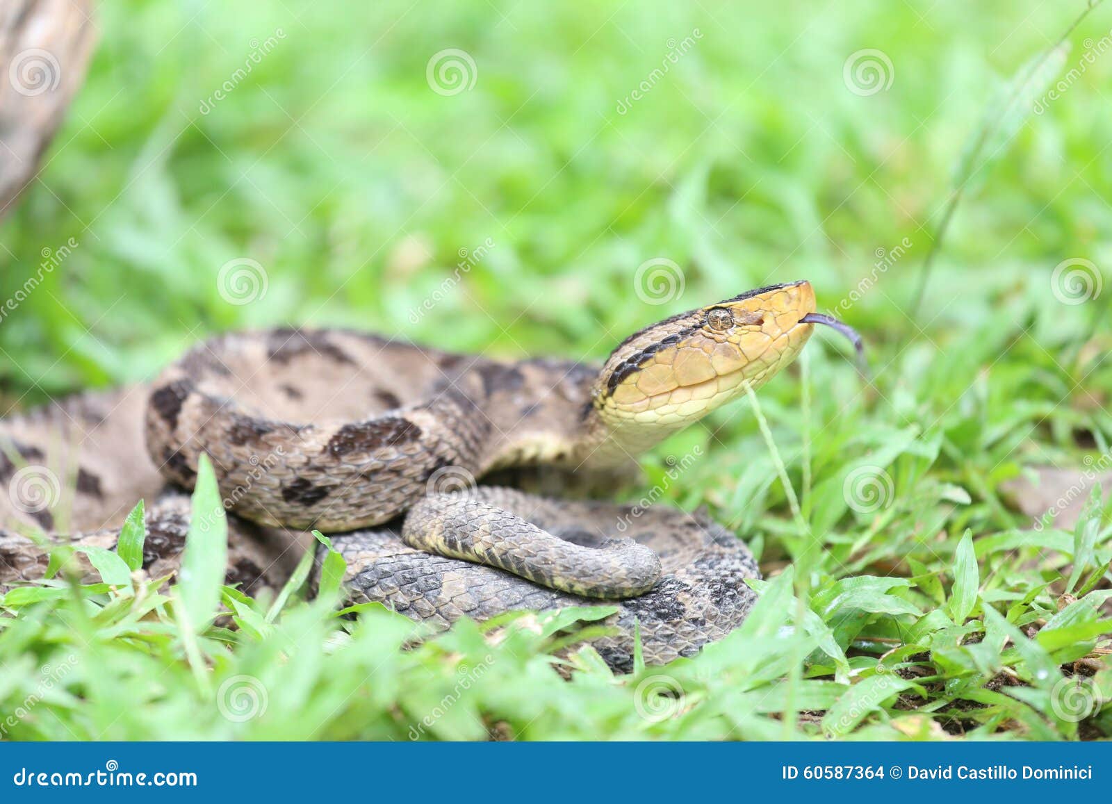 Ferdelance Pit Viper in the Rain Forest. Stock Photo - Image of ...