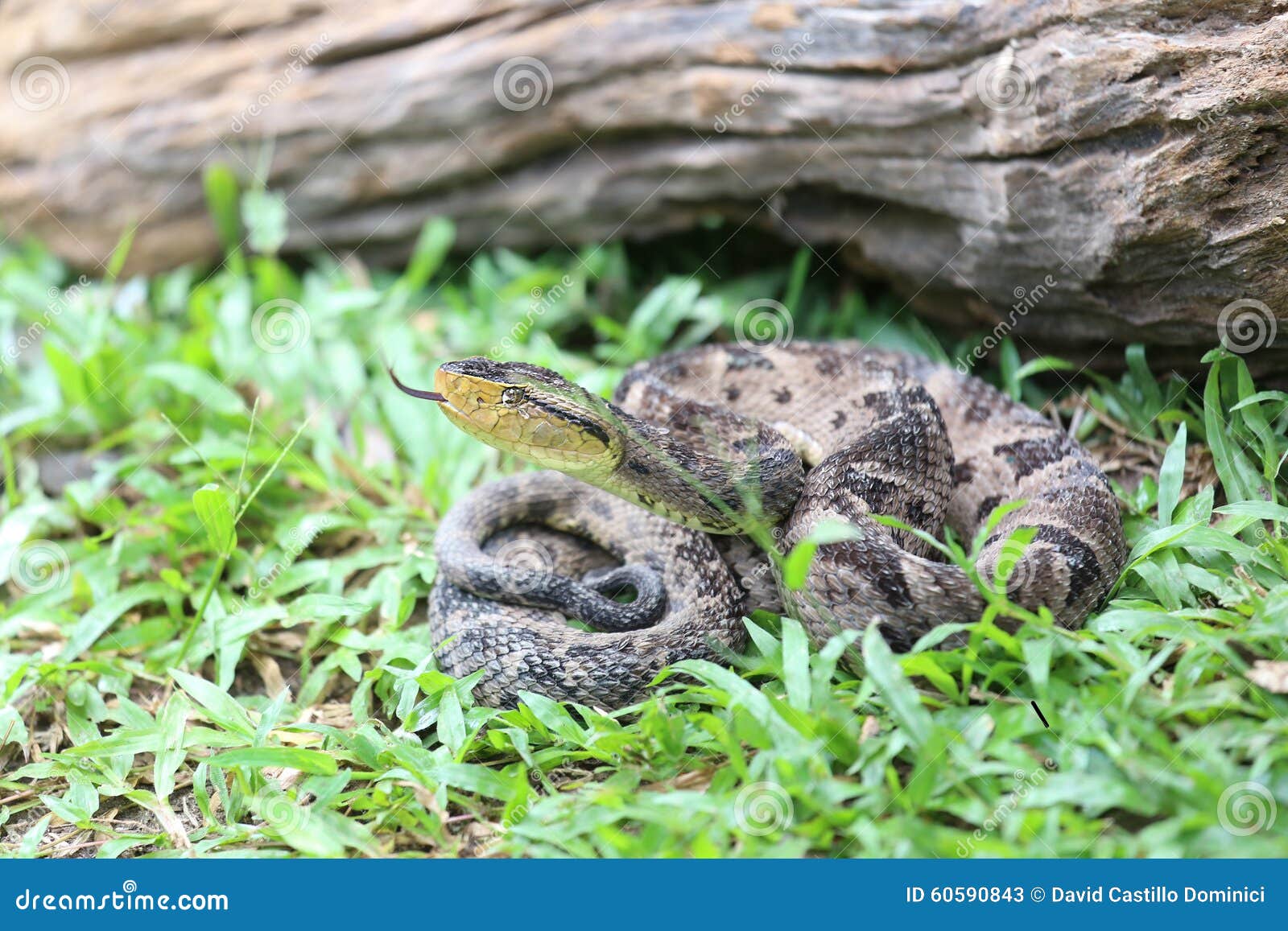 Ferdelance Snake Royalty-Free Stock Photography | CartoonDealer.com ...