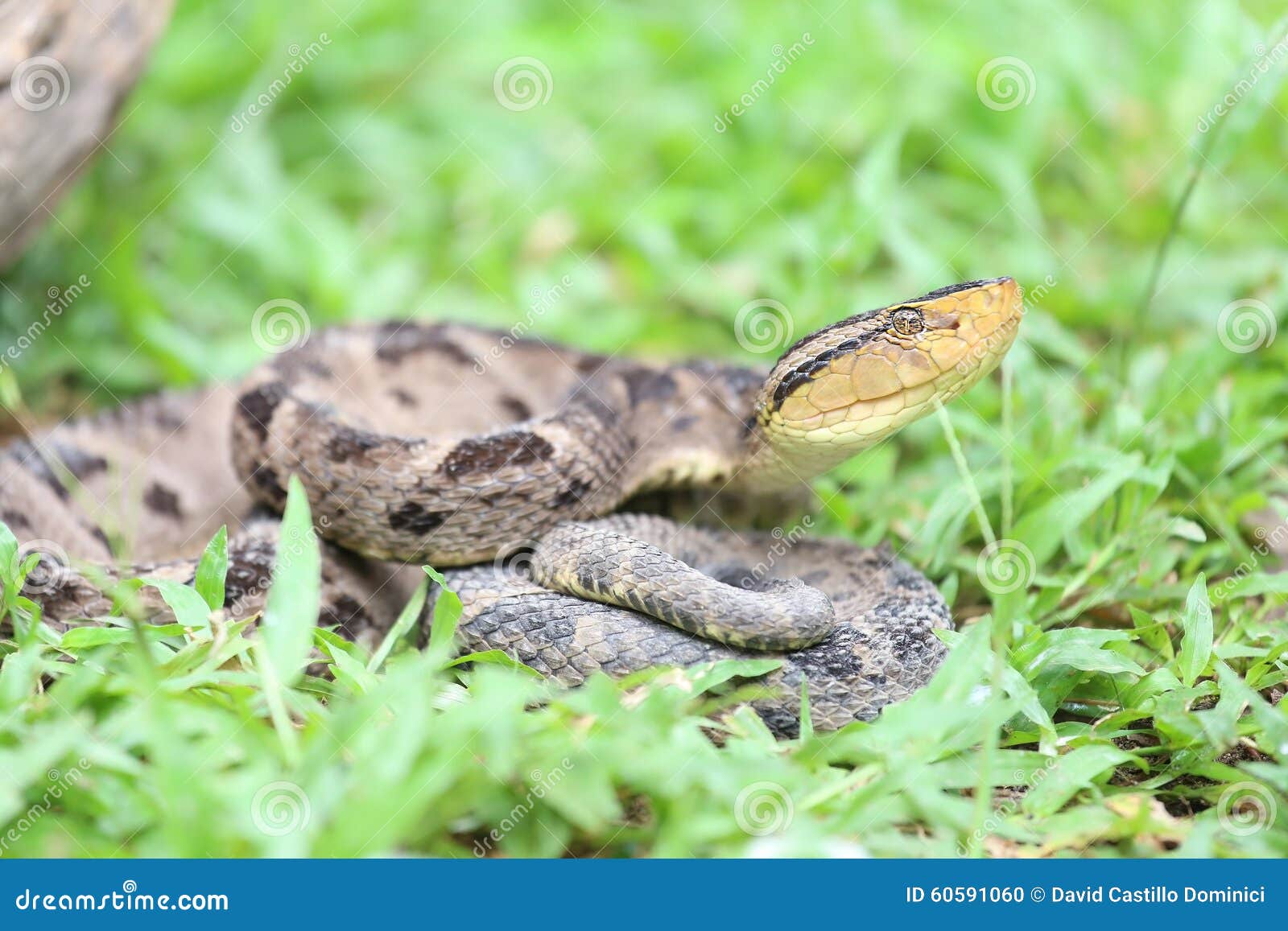 Ferdelance Pit Viper in the Rain Forest Stock Photo - Image of garden ...