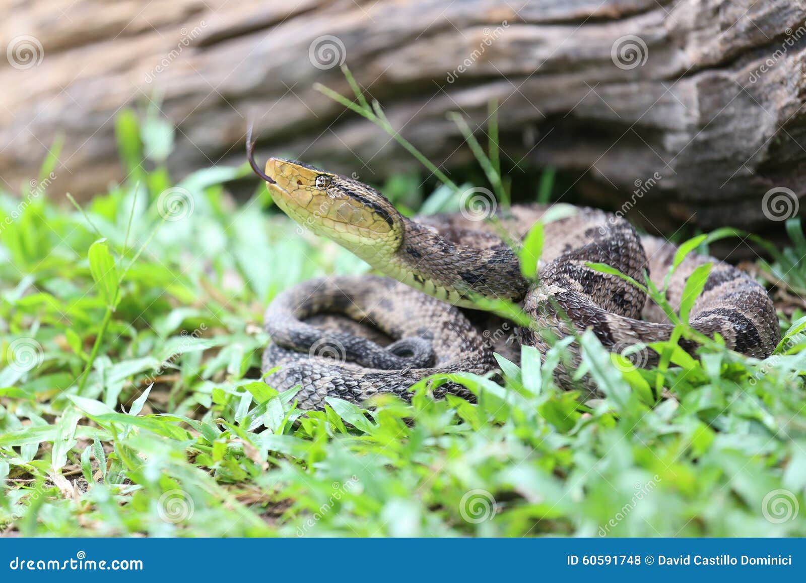 Ferdelance Pit Viper in the Rain Forest. Stock Photo - Image of ...