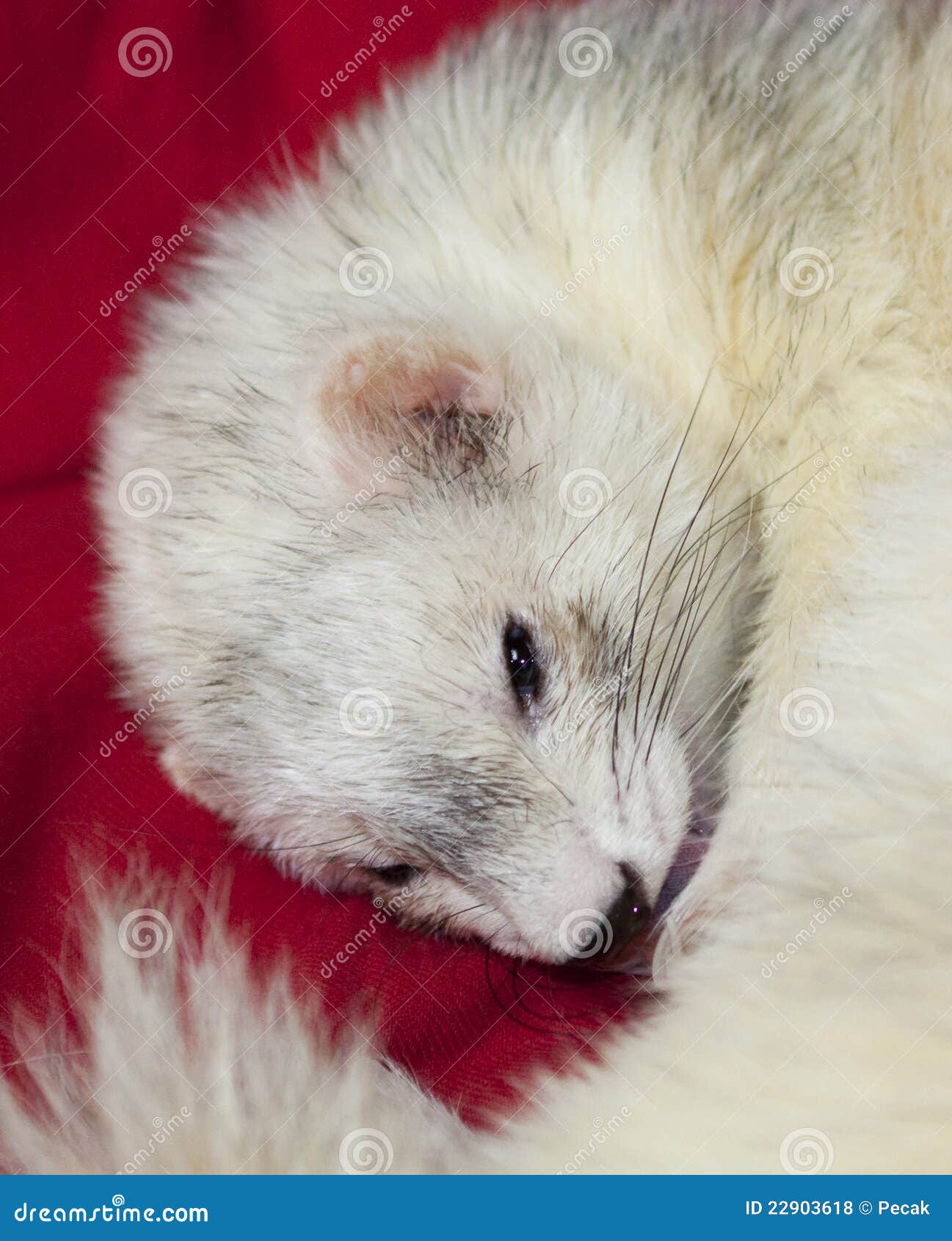 Feret stock photo. Image of animal, ferret, closeup, look - 22903618