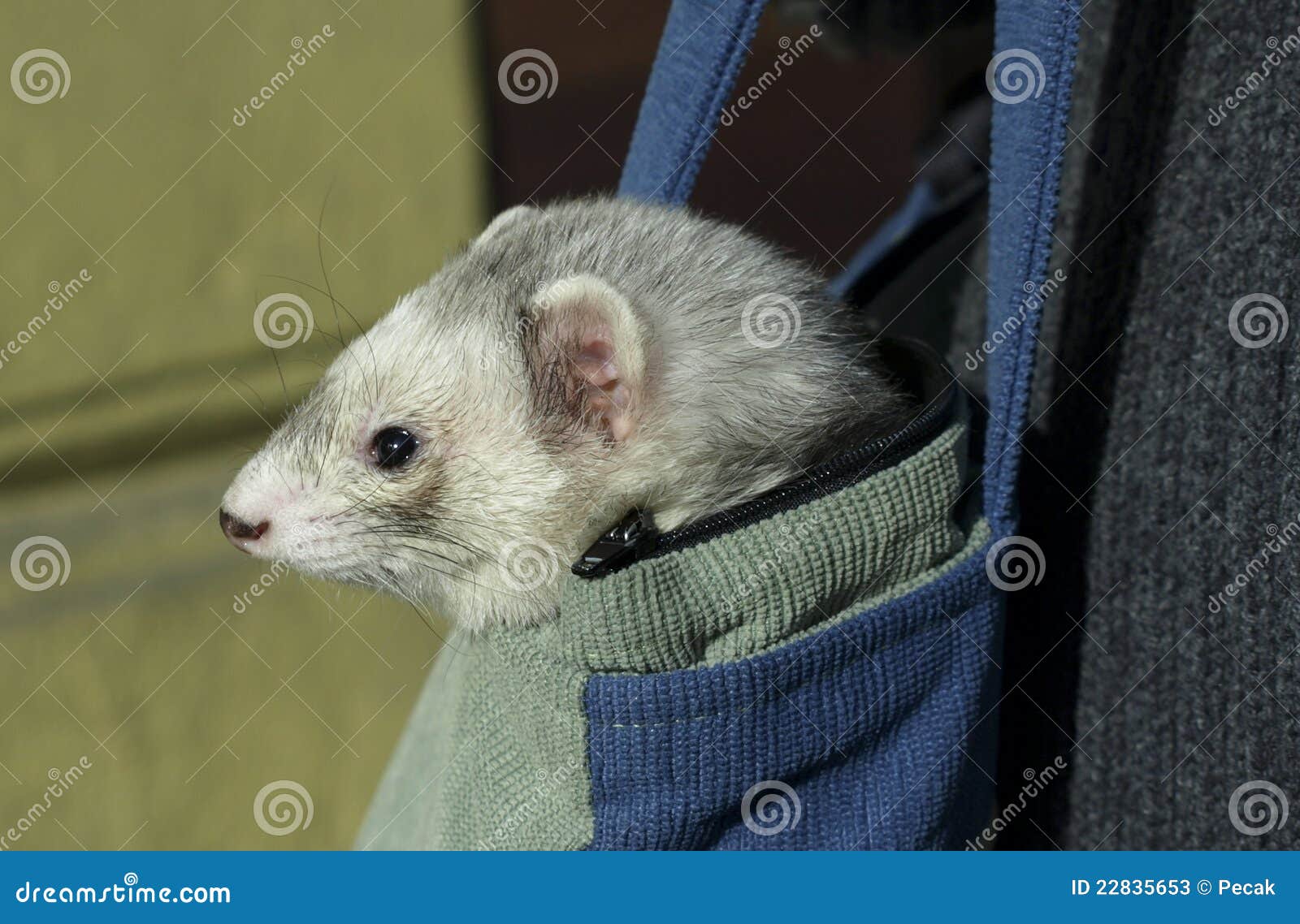 Feret street photo stock image. Image of loveable, unique - 22835653