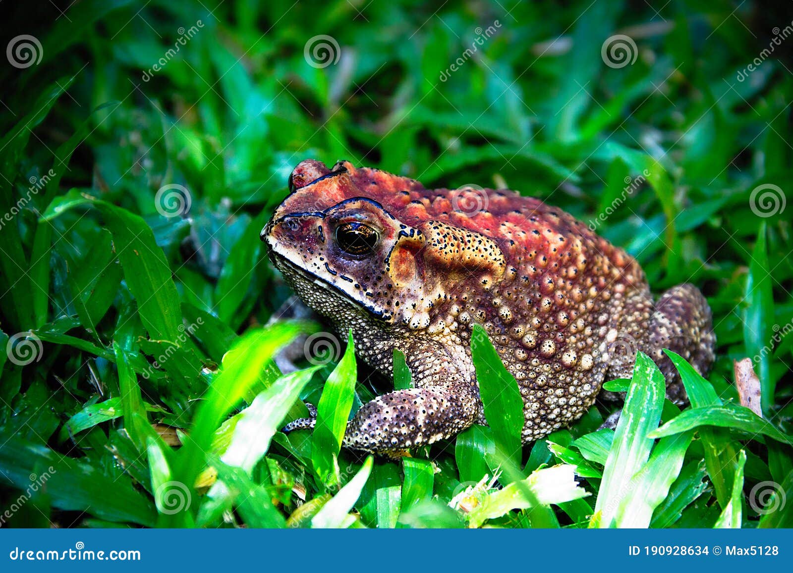 Ferguson S Toad (Bufo Fergusonii) in Past Schneider S (dwarf) Toad ...