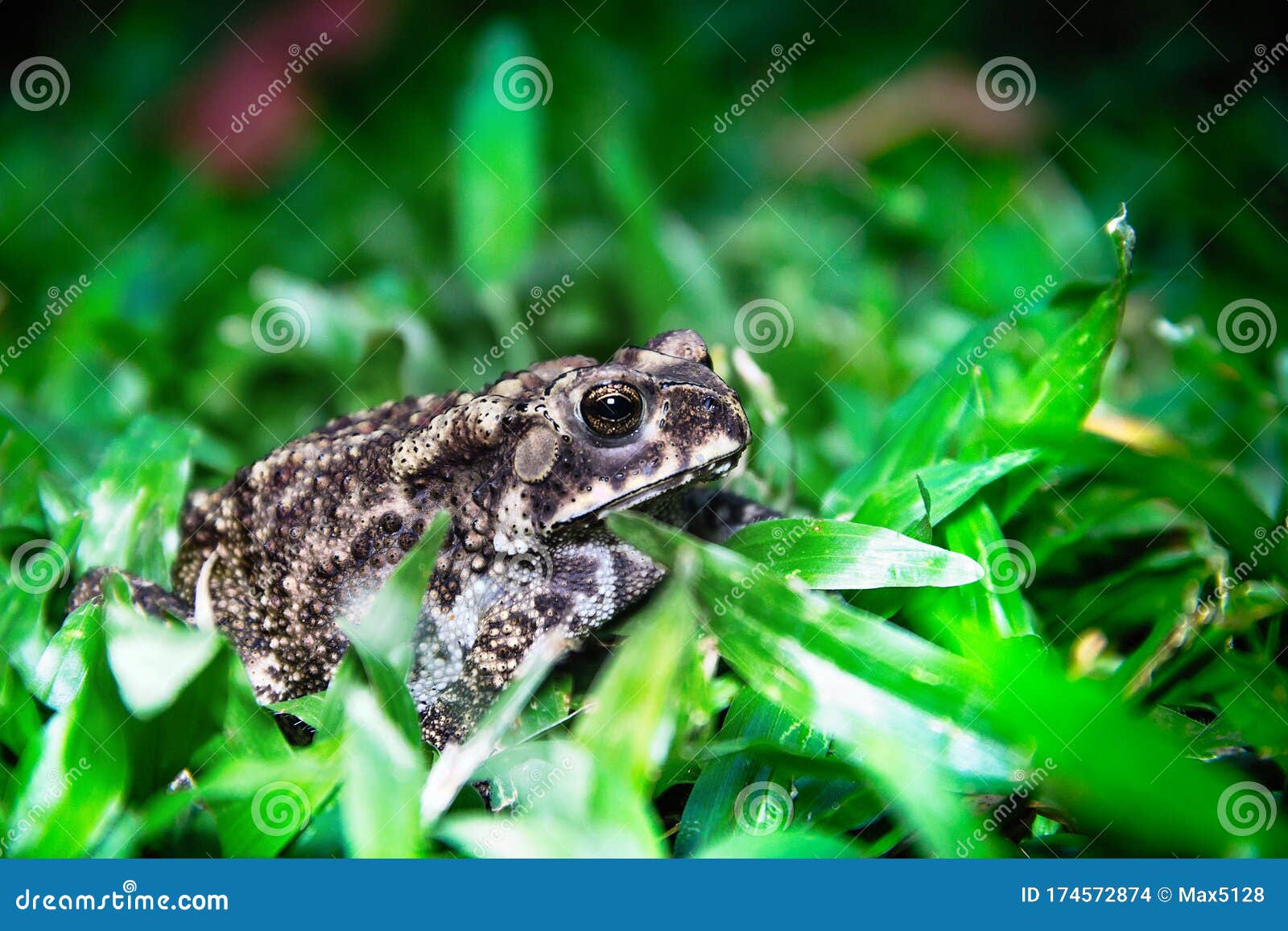 Ferguson S Toad (Bufo Fergusonii) in Past Schneider S (dwarf) Toad ...