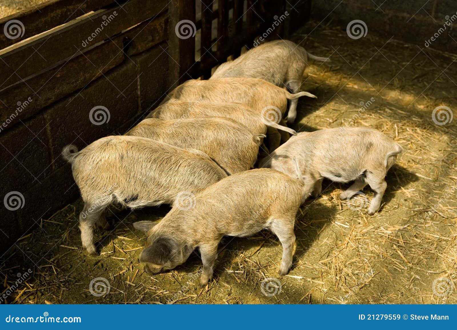 Ferkel stockbild. Bild von sieben, schweinefleisch, bewirtschaften ...