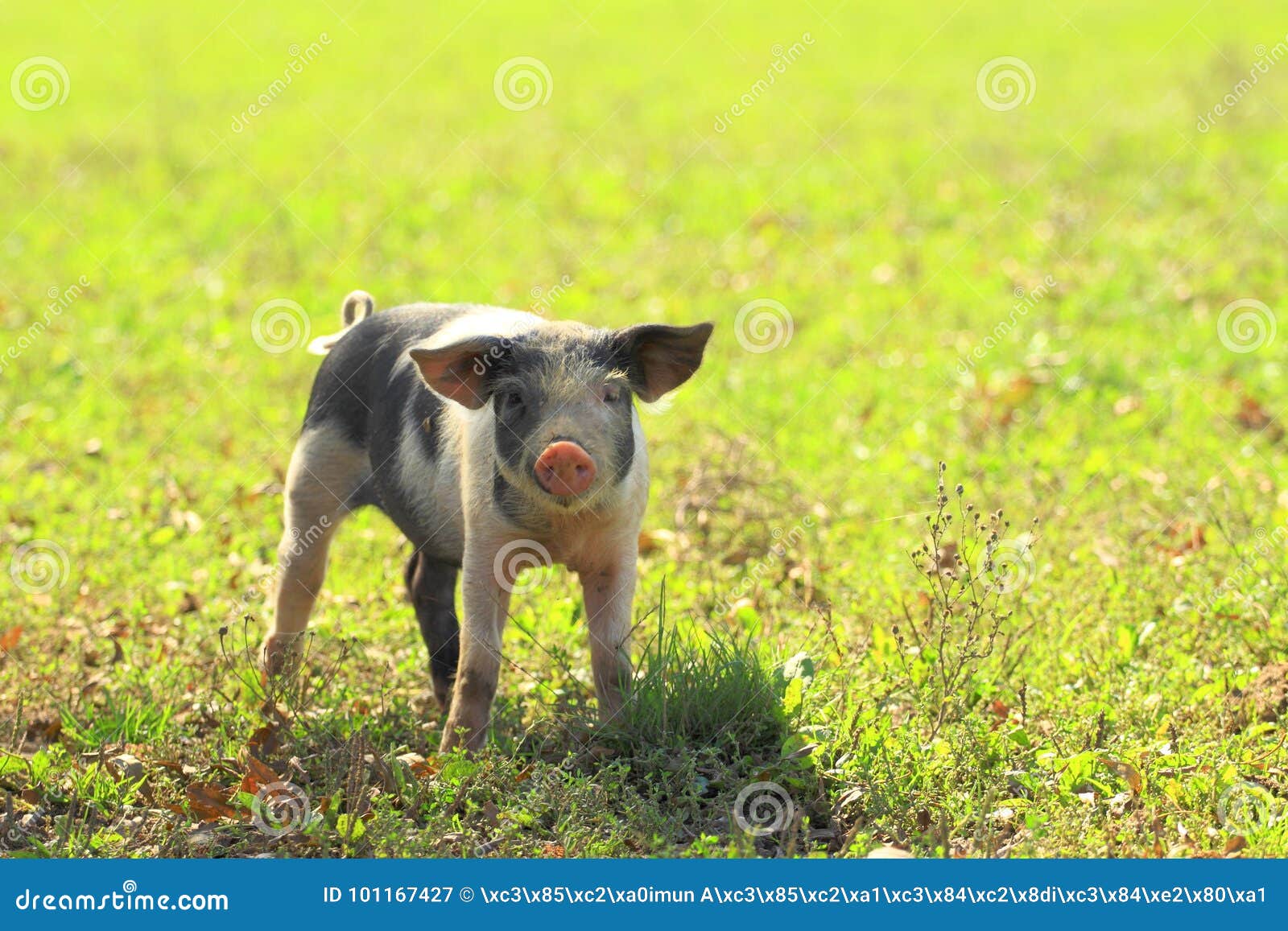 Ferkel auf Bauernhof stockbild. Bild von ferkel, schätzchen - 101167427