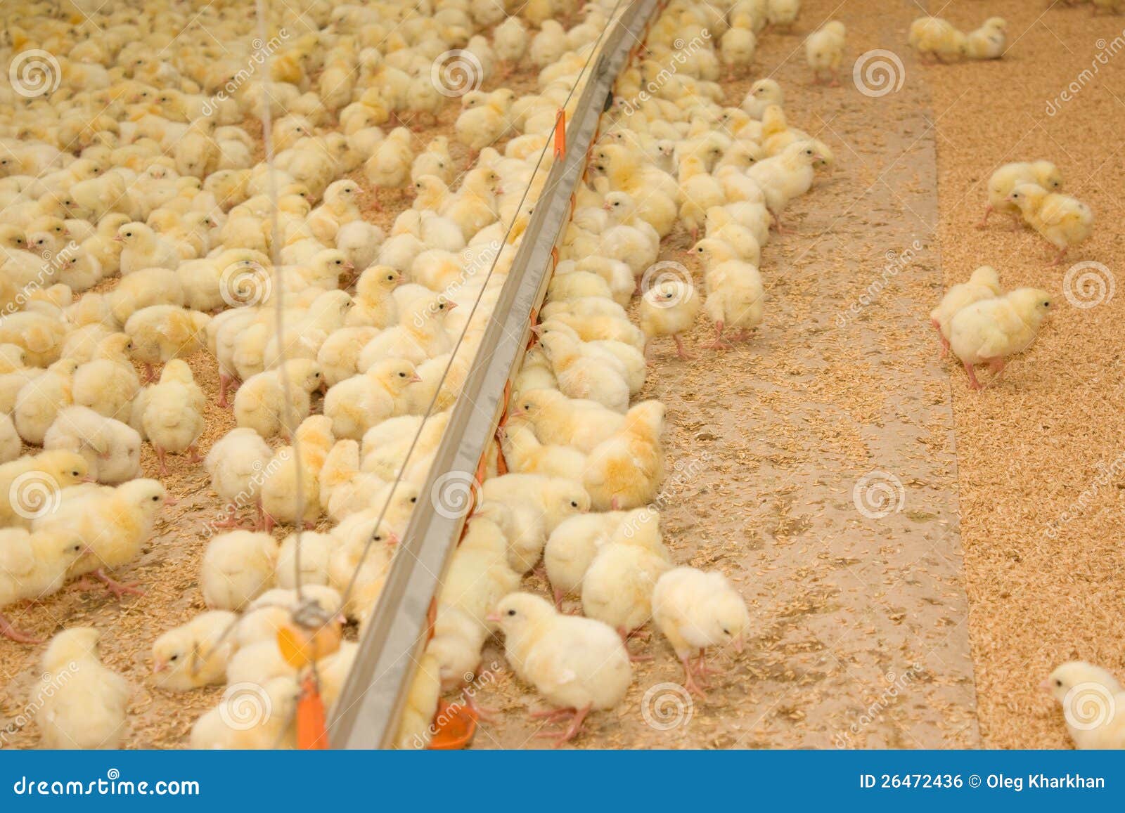 Ferme avicole photo stock. Image du industrie, griffes - 26472436