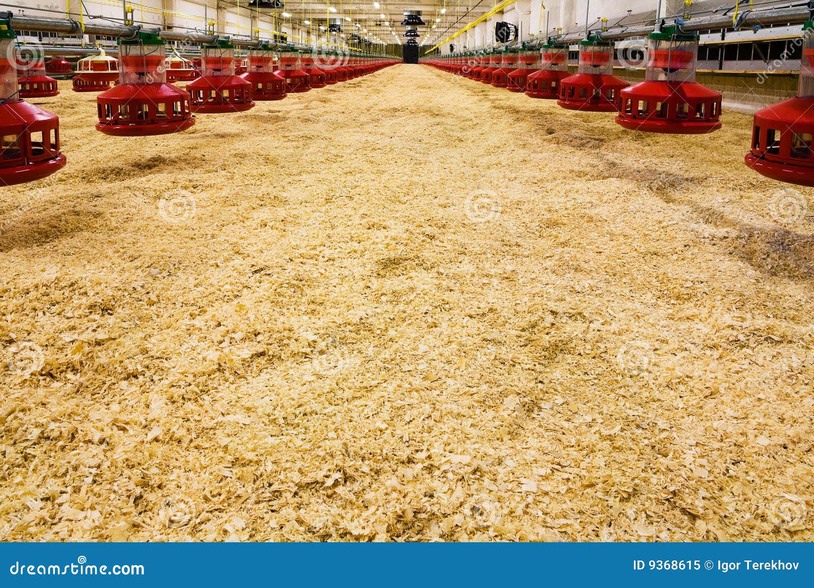 Ferme avicole neuve image stock. Image du grange, poule - 9368615