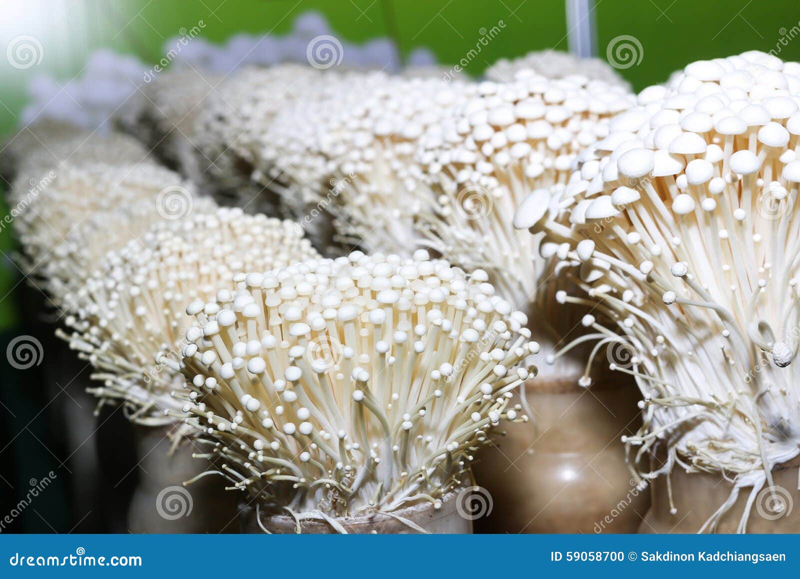 Ferme De Champignon D'Enoki Photo stock - Image du têtes, mangez: 59058700