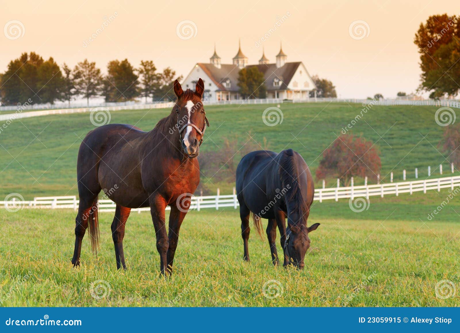 Ferme de cheval image stock. Image du ferme, pelouse - 23059915
