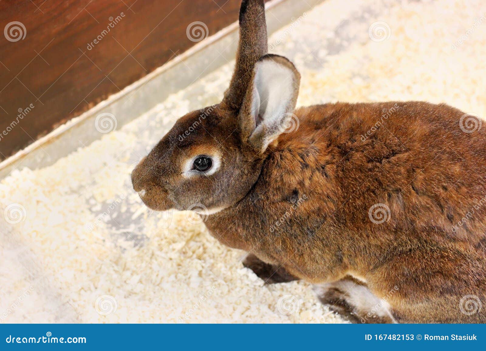Ferme De Lapin Fin De Lapin De Brown Image stock - Image of lapin ...