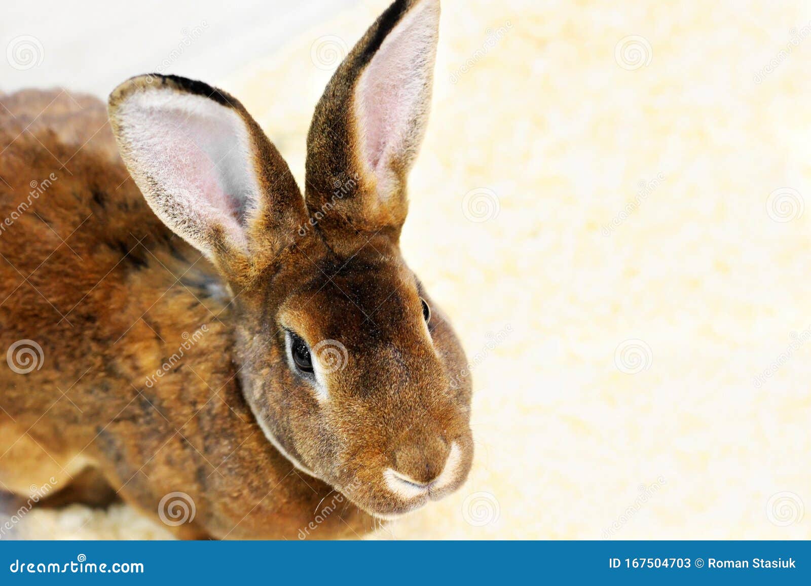 Ferme De Lapin Fin De Lapin De Brown Image stock - Image du détendu ...