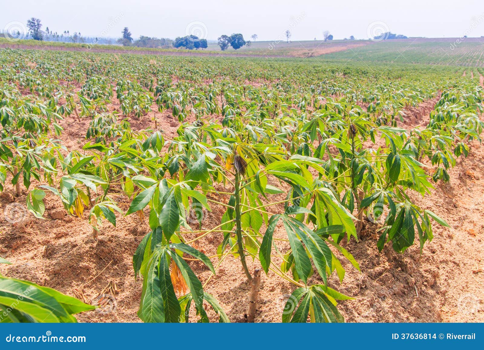 Ferme de manioc photo stock. Image du beauté, pays, décoratif - 37636814