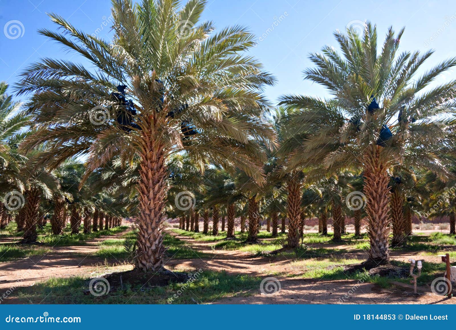 Ferme de palmier dattier image stock. Image of nourriture - 18144853