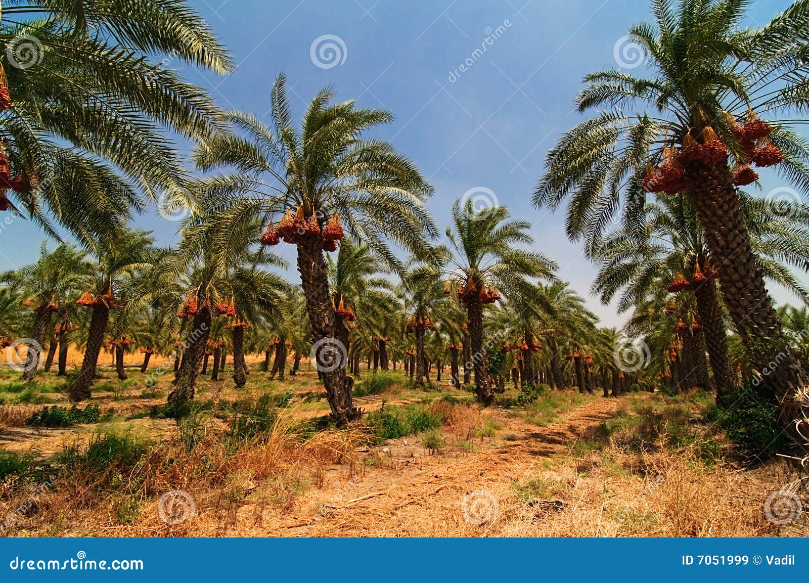 Ferme de palmier de datte image stock. Image du branchement - 7051999