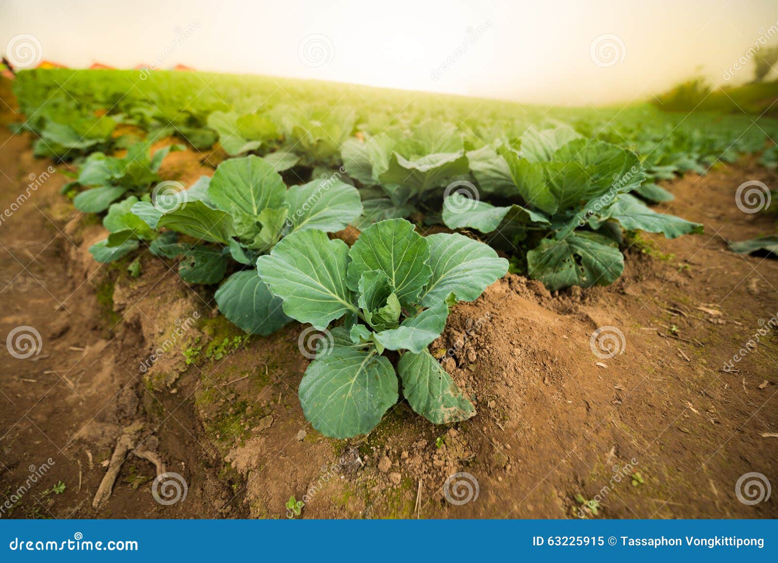 Ferme De Plantation De Chou Image stock - Image du agricole, organique ...