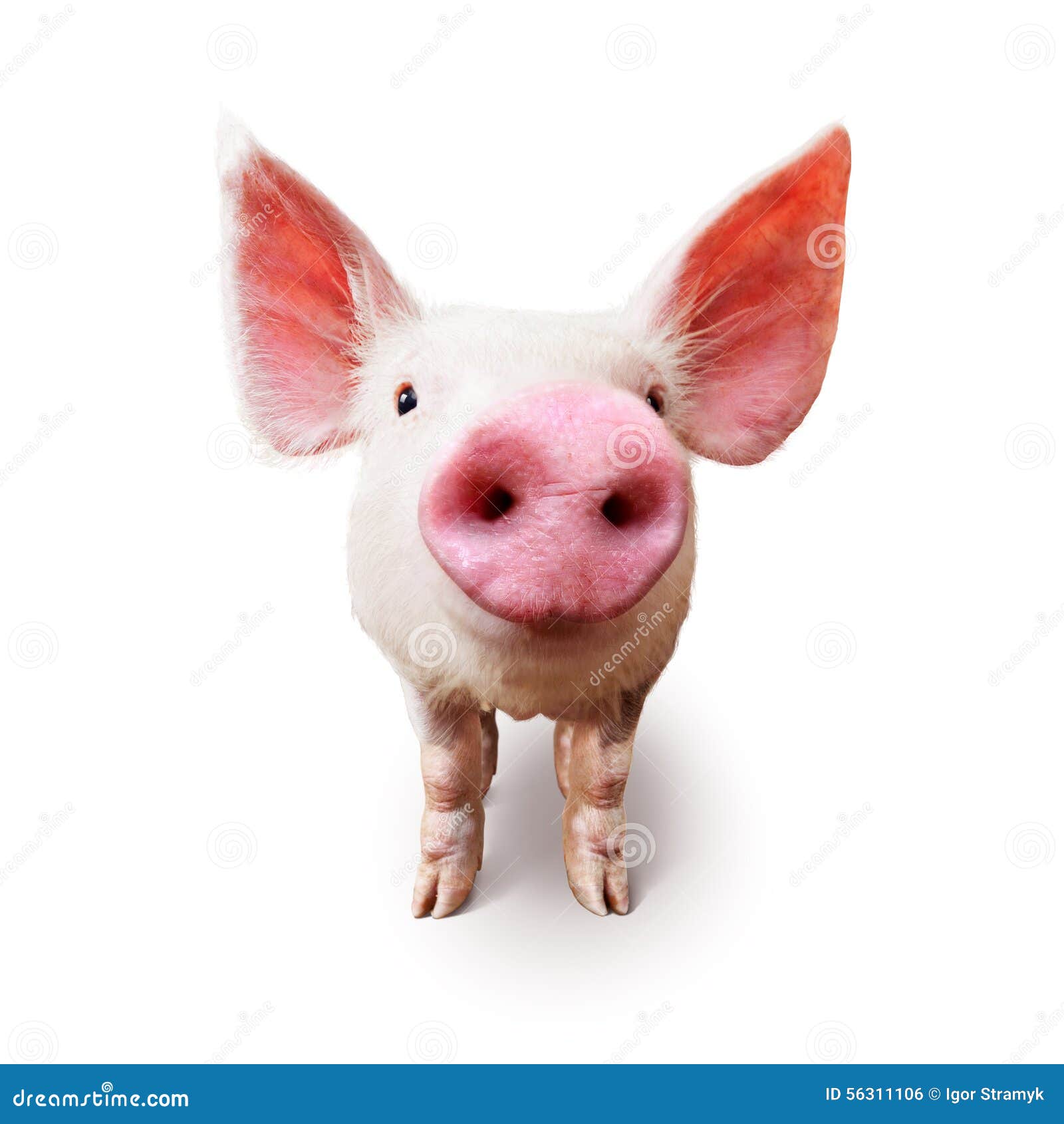 Ferme de porc photo stock. Image du animaux, conducteur - 56311106