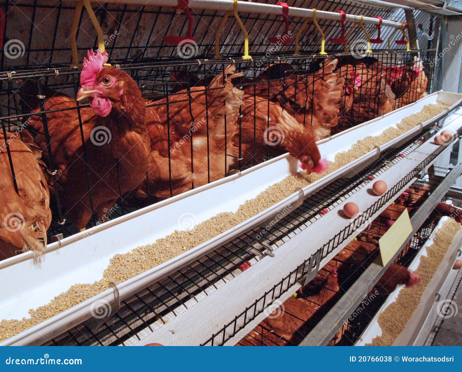 Ferme de poule photo stock. Image du nourriture, poule - 20766038