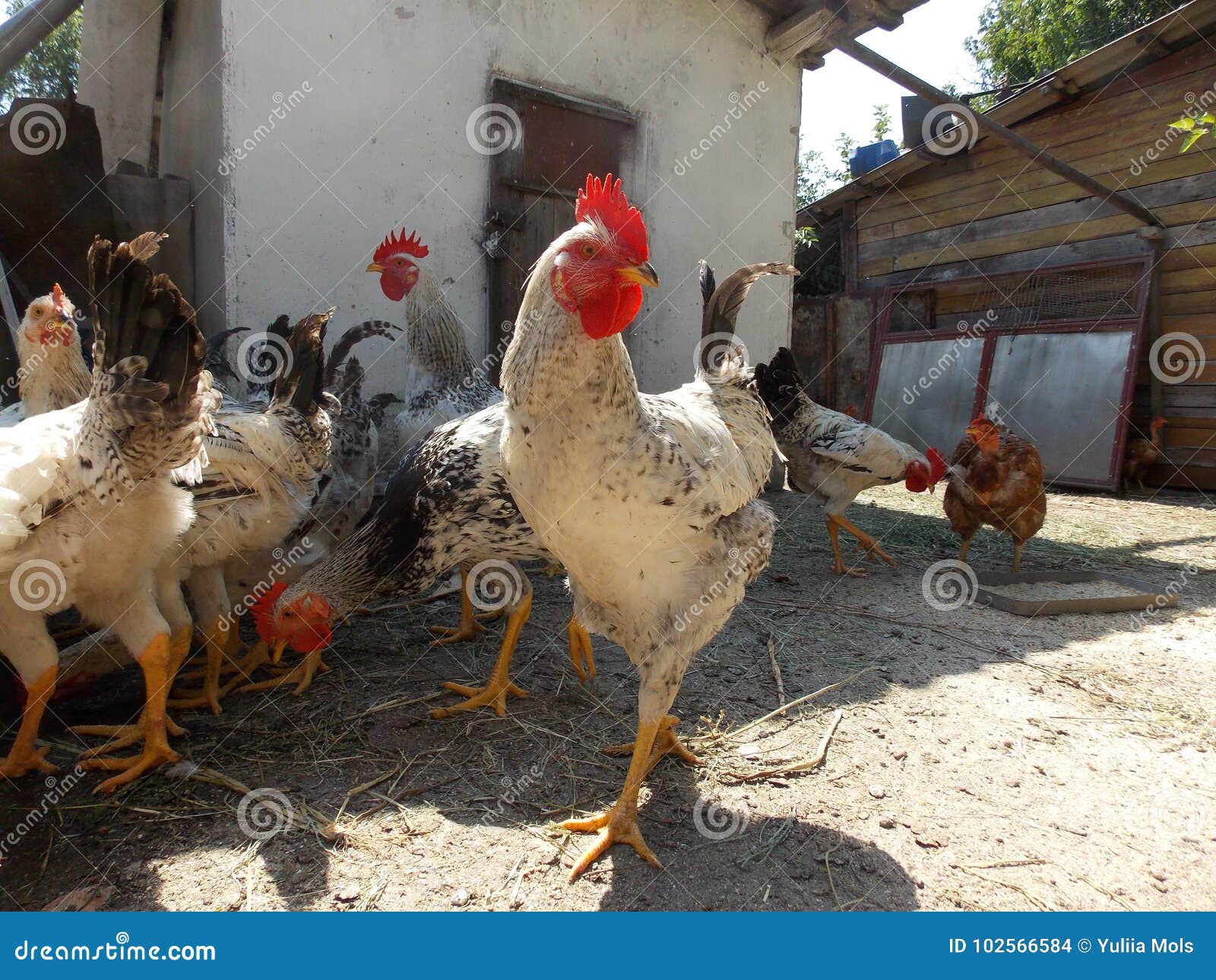 Ferme de poulet photo stock. Image du volaille, poule - 102566584
