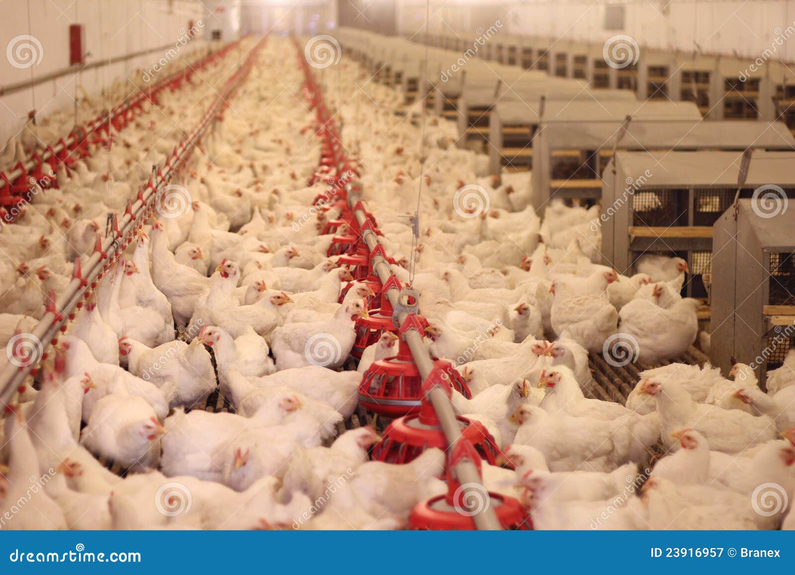 Ferme de poulet image stock. Image du pays, industrie - 23916957