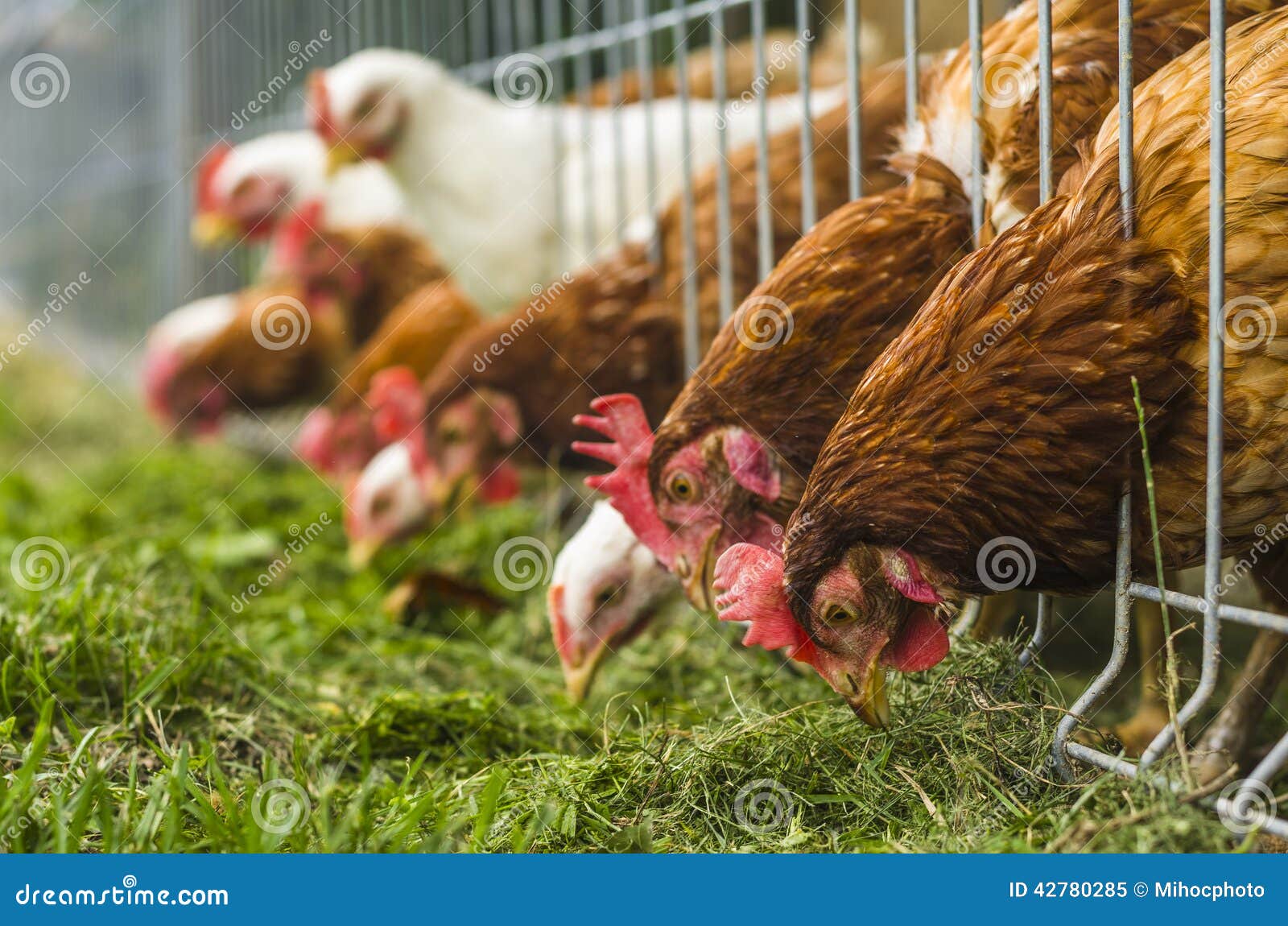 Ferme de poulet image stock. Image du herbe, ferme, matériel - 42780285
