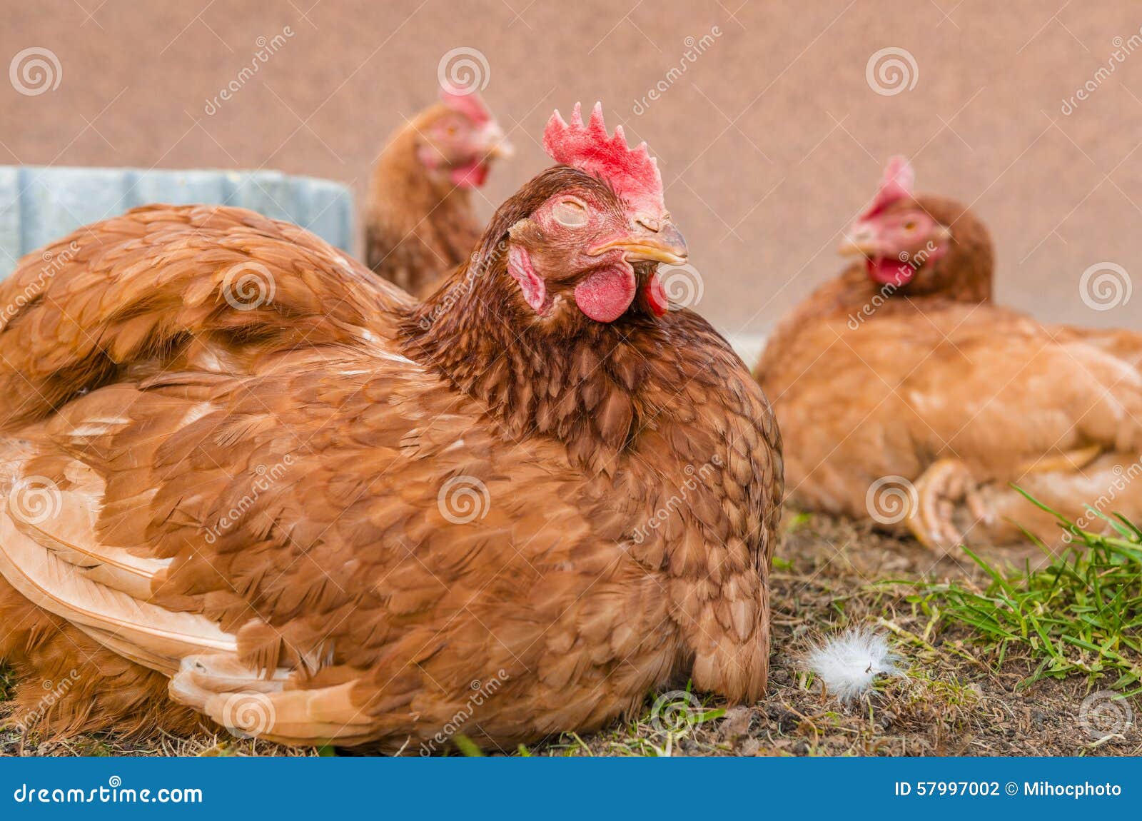 Ferme de poulet photo stock. Image du nana, poulet, pays - 57997002