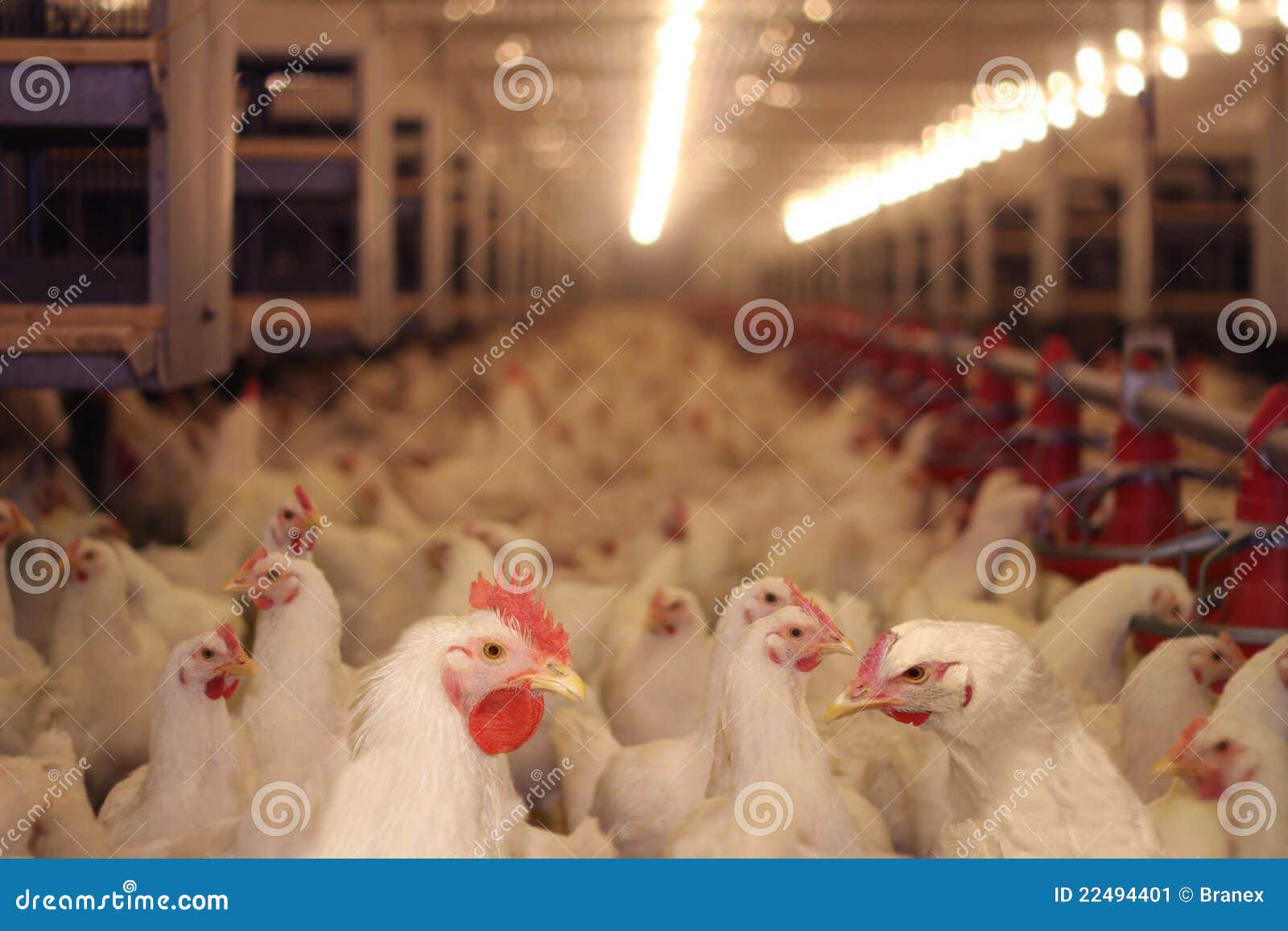 Ferme de poulet, volaille image stock. Image du bande - 22494401