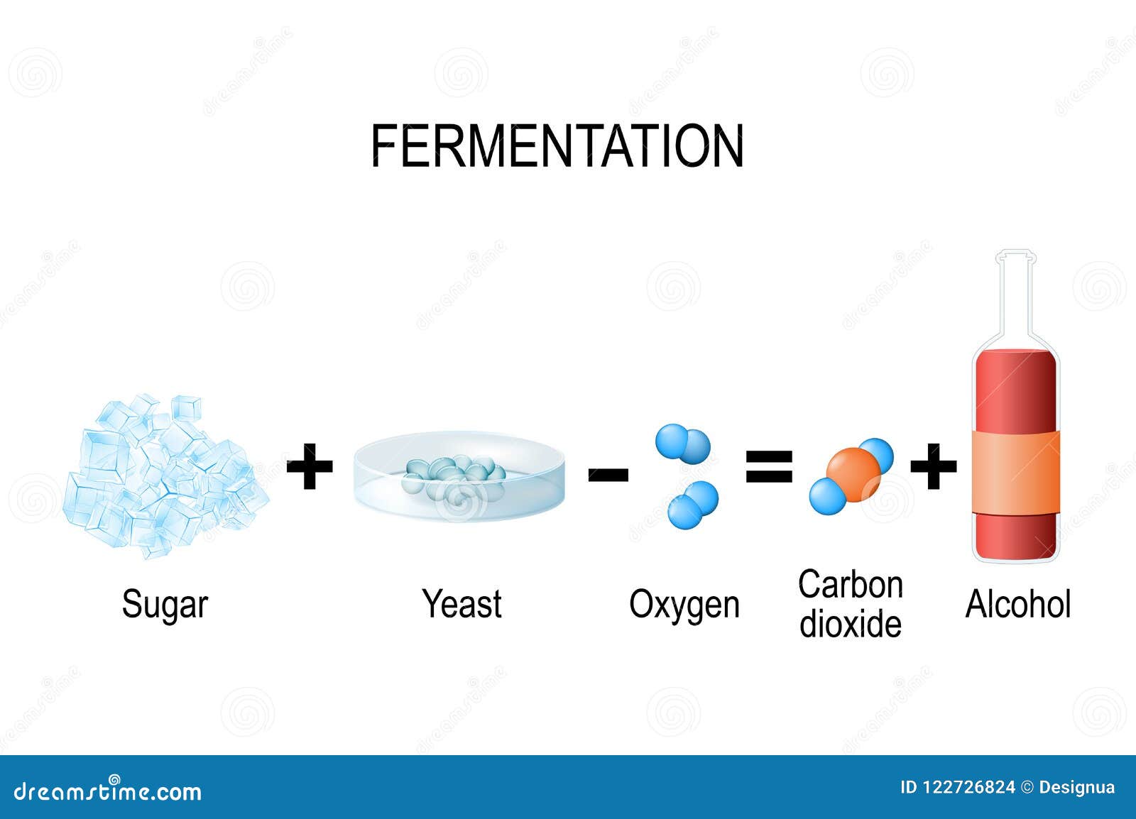Alcoholic Fermentation