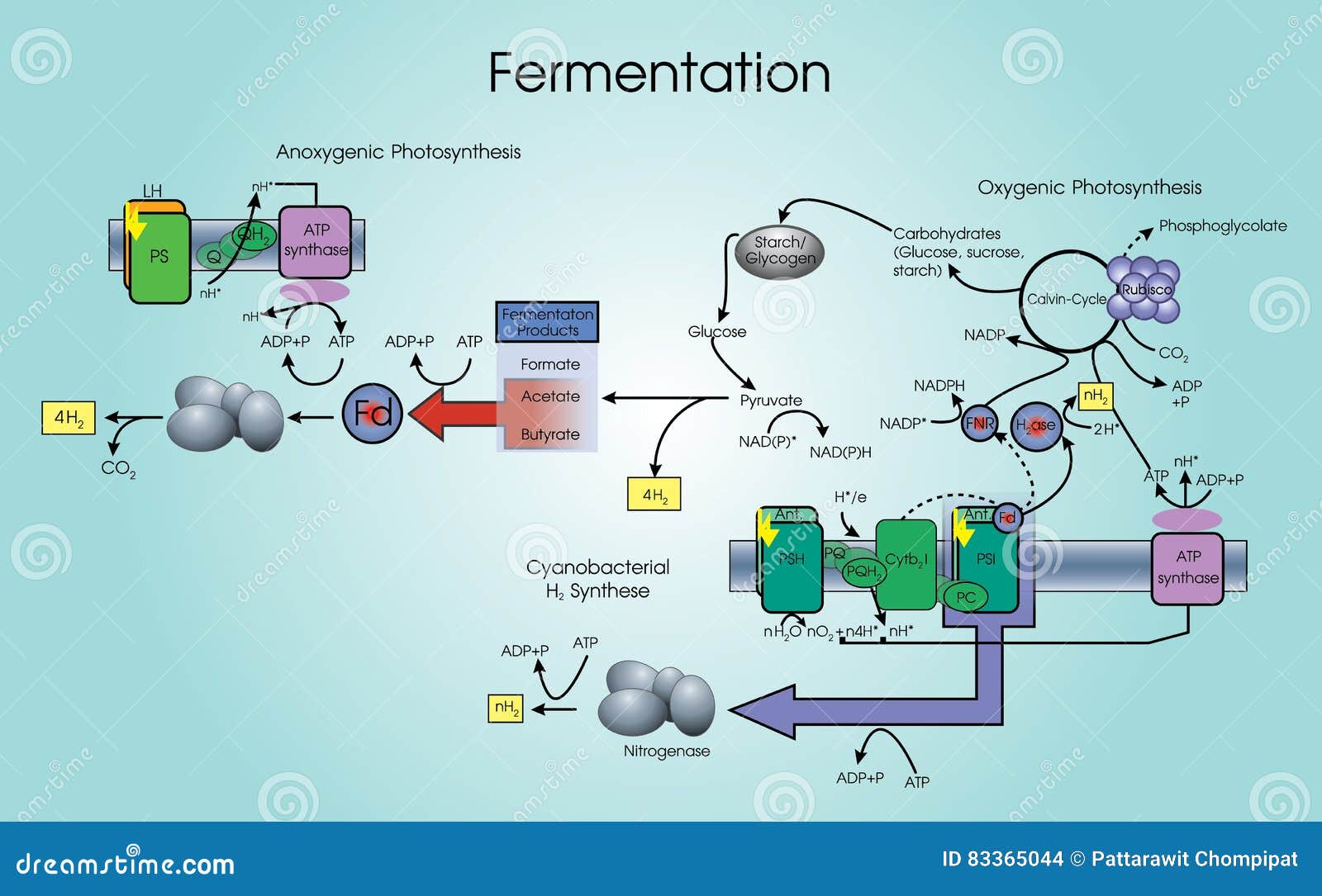 Fermentation illustration de vecteur. Illustration du brassage - 83365044